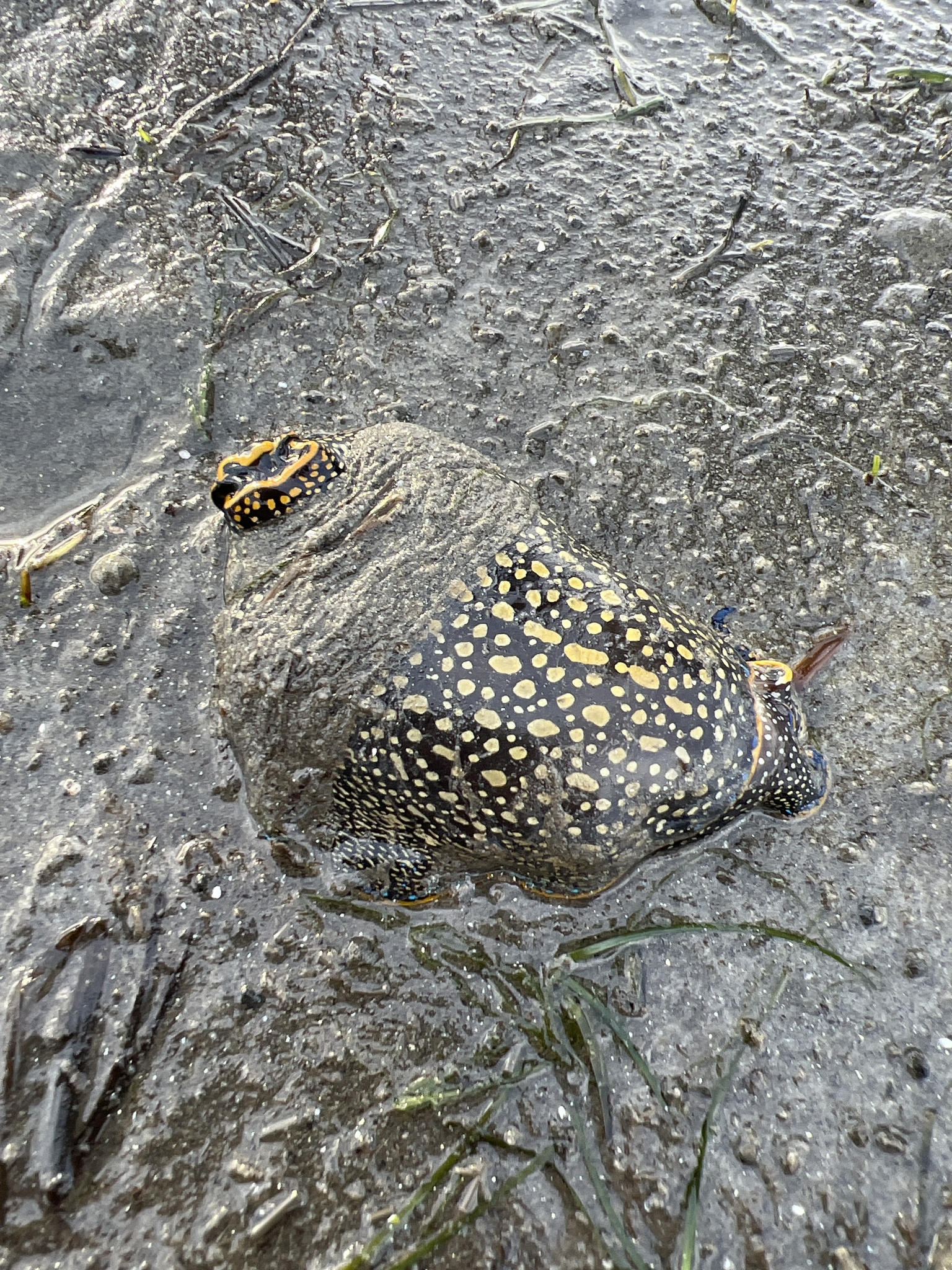 Navanax inermis (J.G.Cooper, 1862)