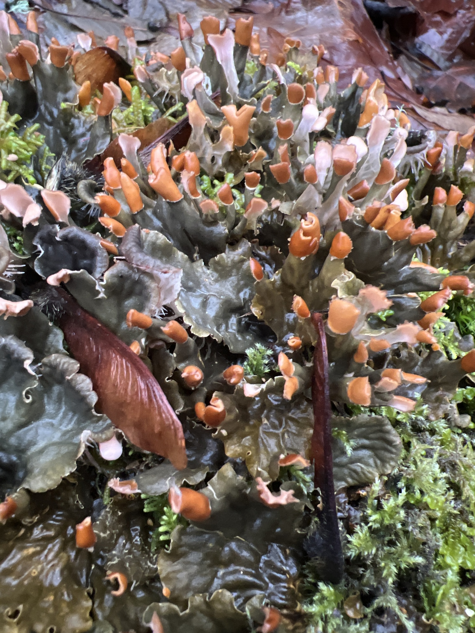 Peltigera Willd., 1787