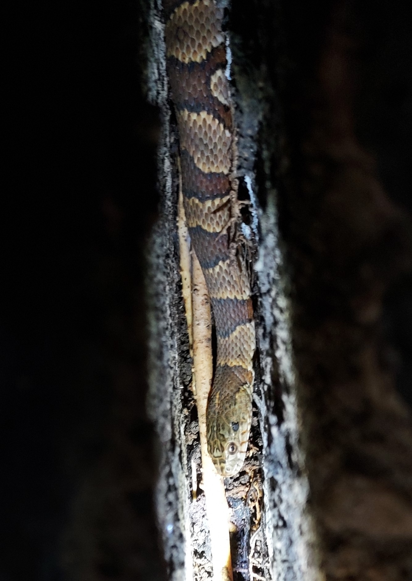 Nerodia sipedon (Linnaeus, 1758)