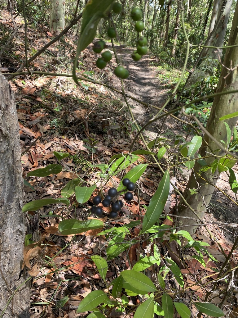Austral Sarsaparilla from Glenrock State Conservation Area, Whitebridge, NSW, AU on January 8 ...