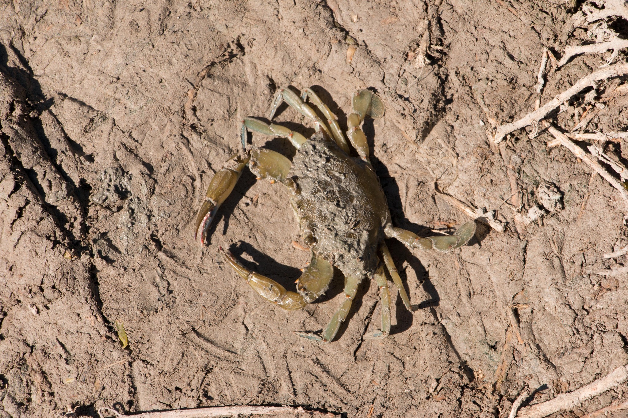 Callinectes rathbunae Contreras, 1930