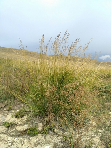 Chee Grass (Stipa splendens) · iNaturalist