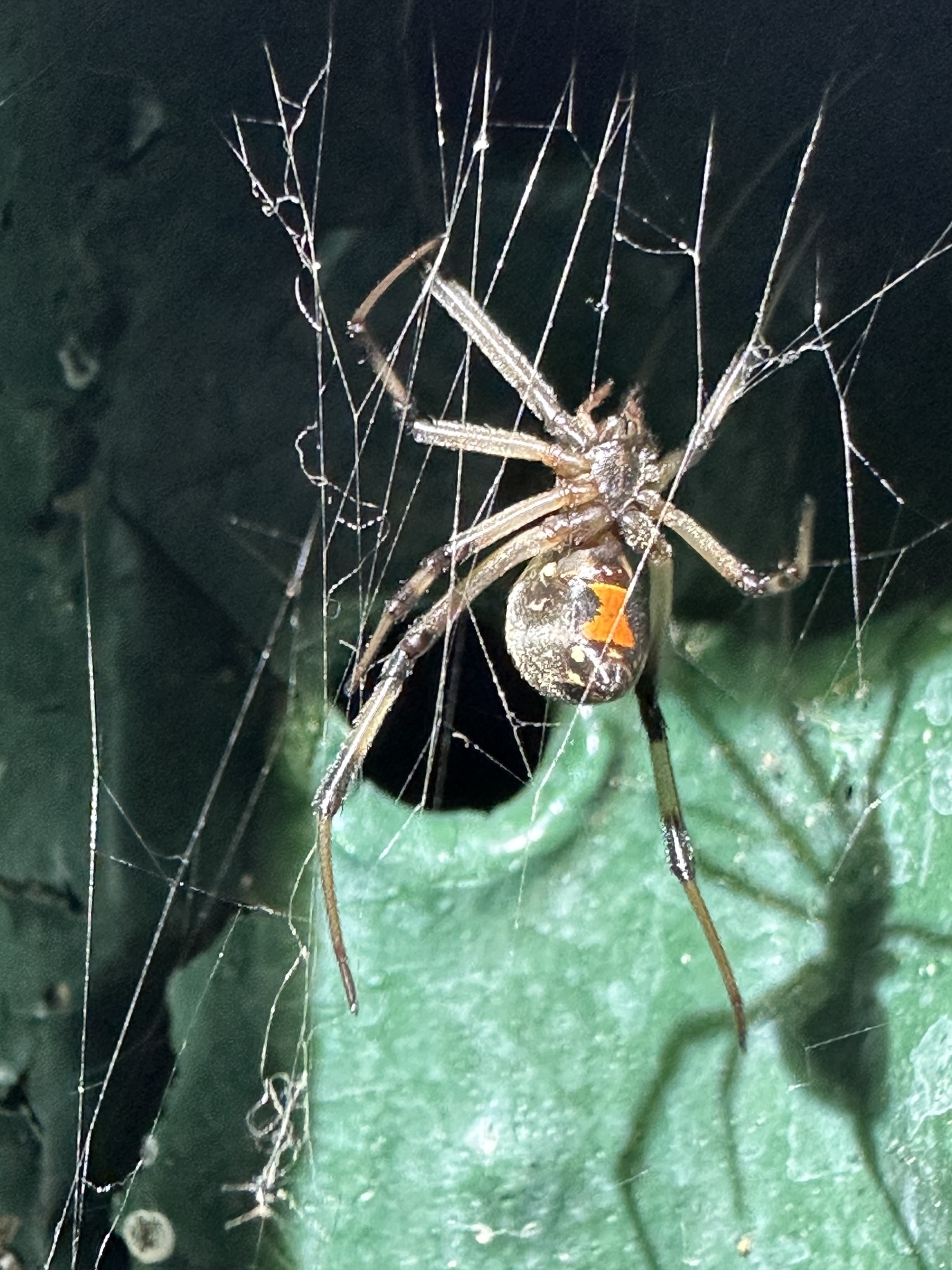Latrodectus geometricus C.L.Koch, 1841