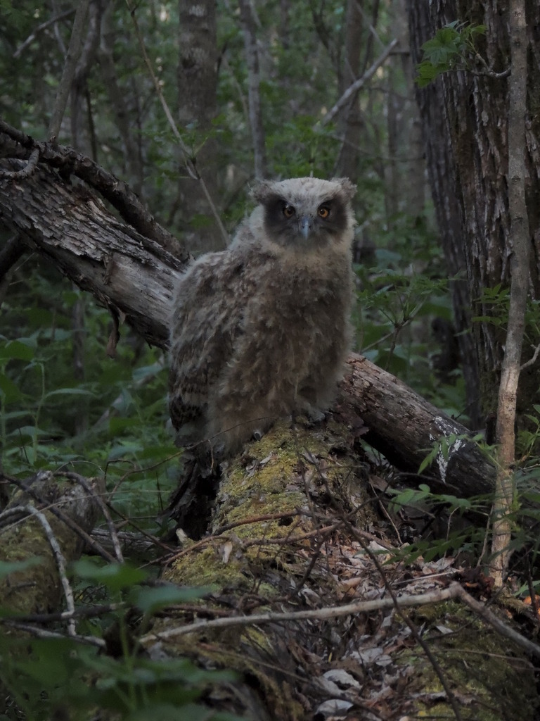 Blakiston's Fish-Owl in May 2016 by alekseyfaraway · iNaturalist
