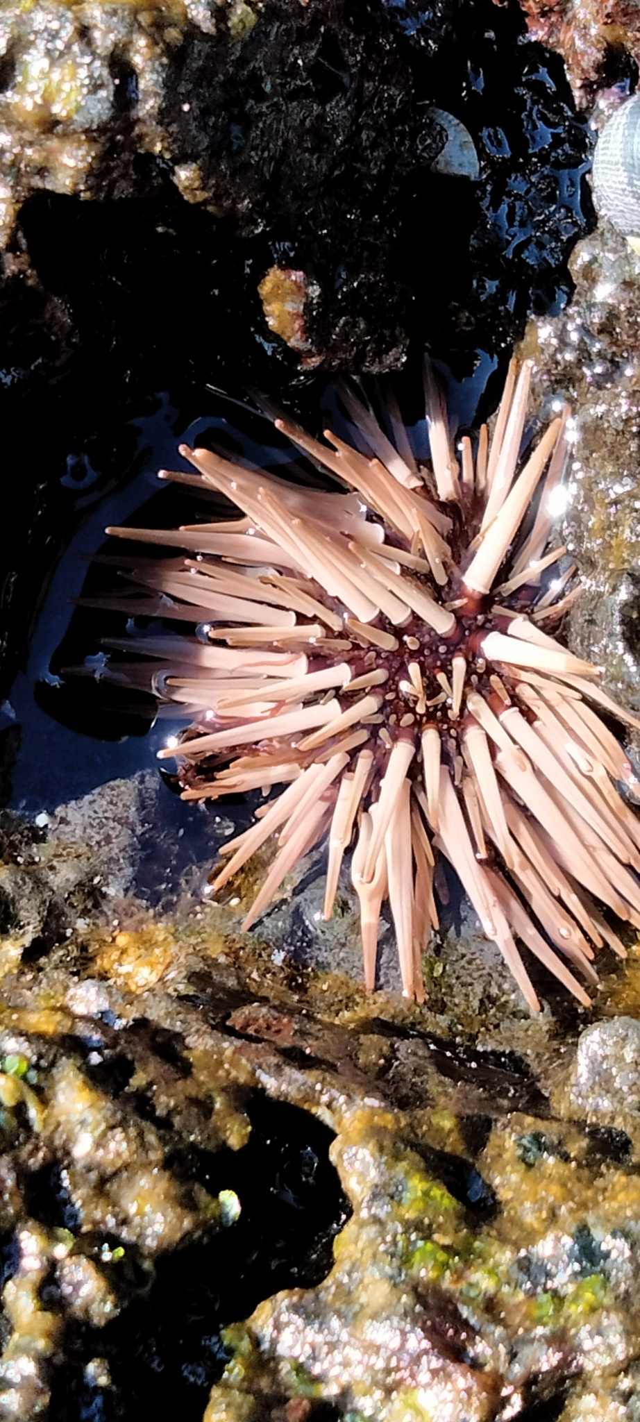 Echinometra mathaei (Blainville, 1825)