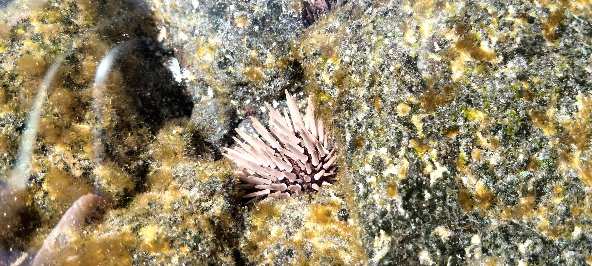 Echinometra mathaei (Blainville, 1825)