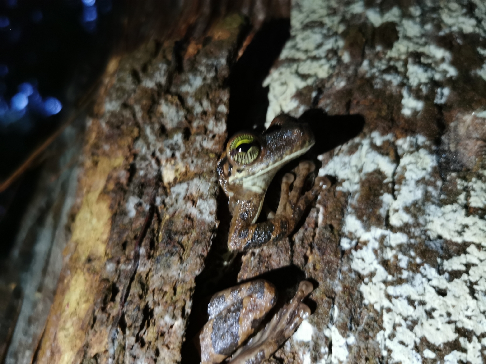 Osteocephalus taurinus Steindachner, 1862