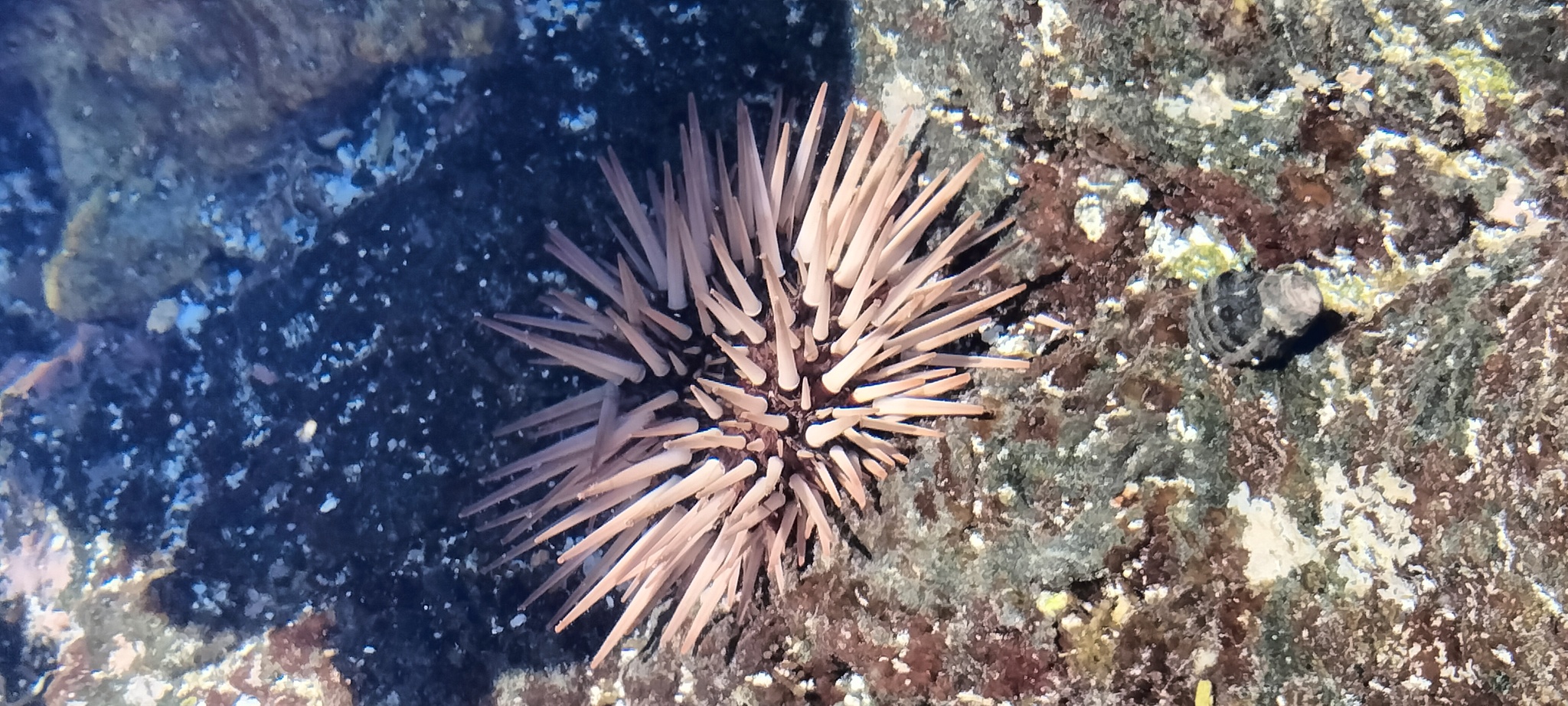 Echinometra mathaei (Blainville, 1825)