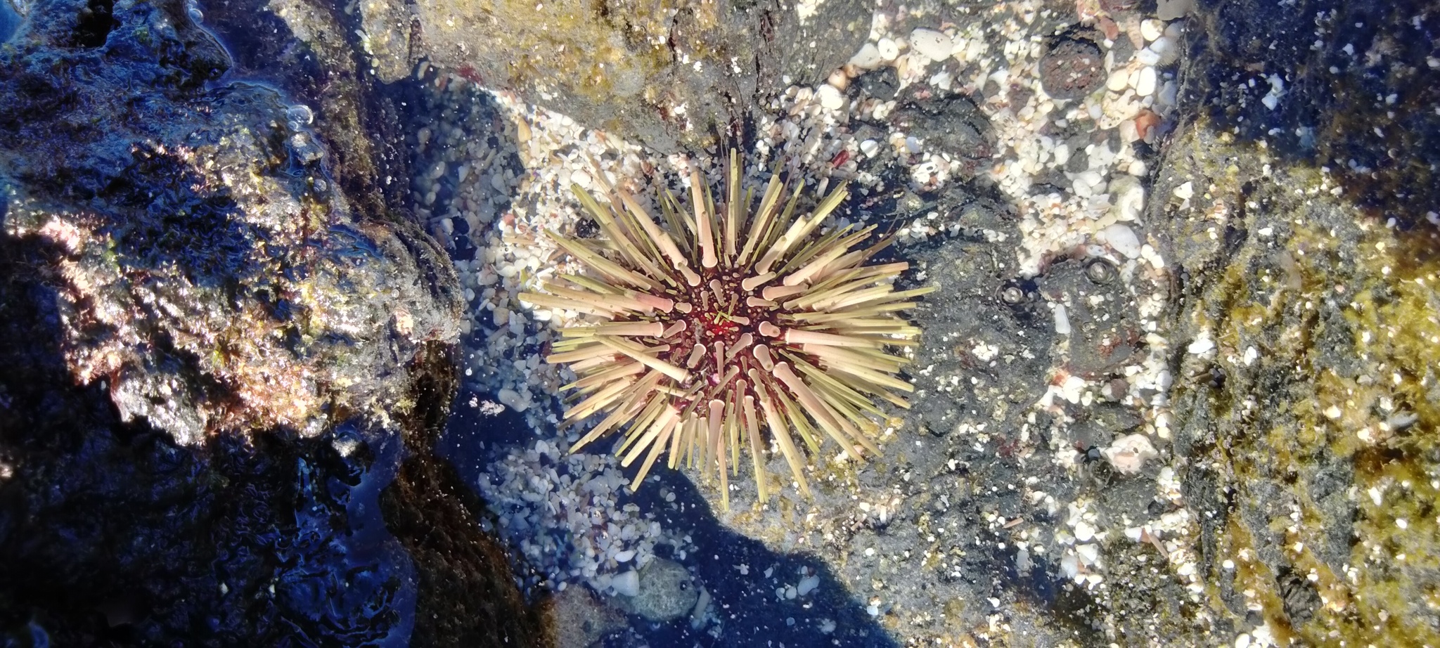 Echinometra mathaei (Blainville, 1825)