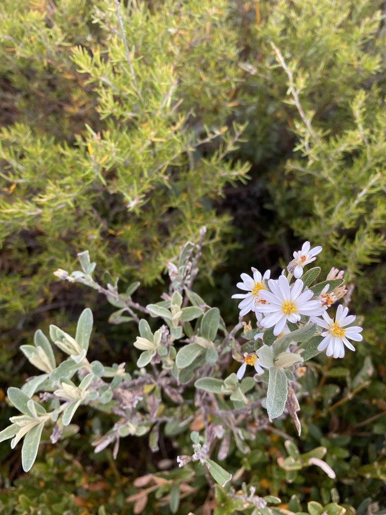 Asthma Bush from Alpine National Park, Hotham Heights, VIC, AU on ...