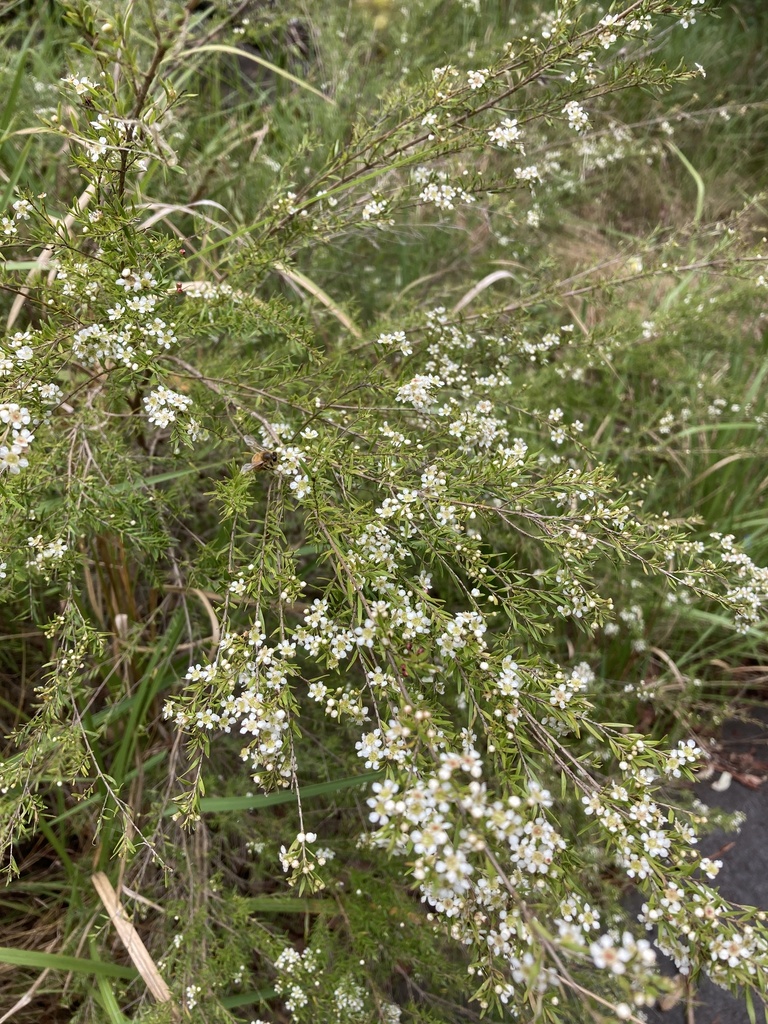 Sannantha similis from Guanaba Creek Rd, Guanaba, QLD, AU on January 8 ...