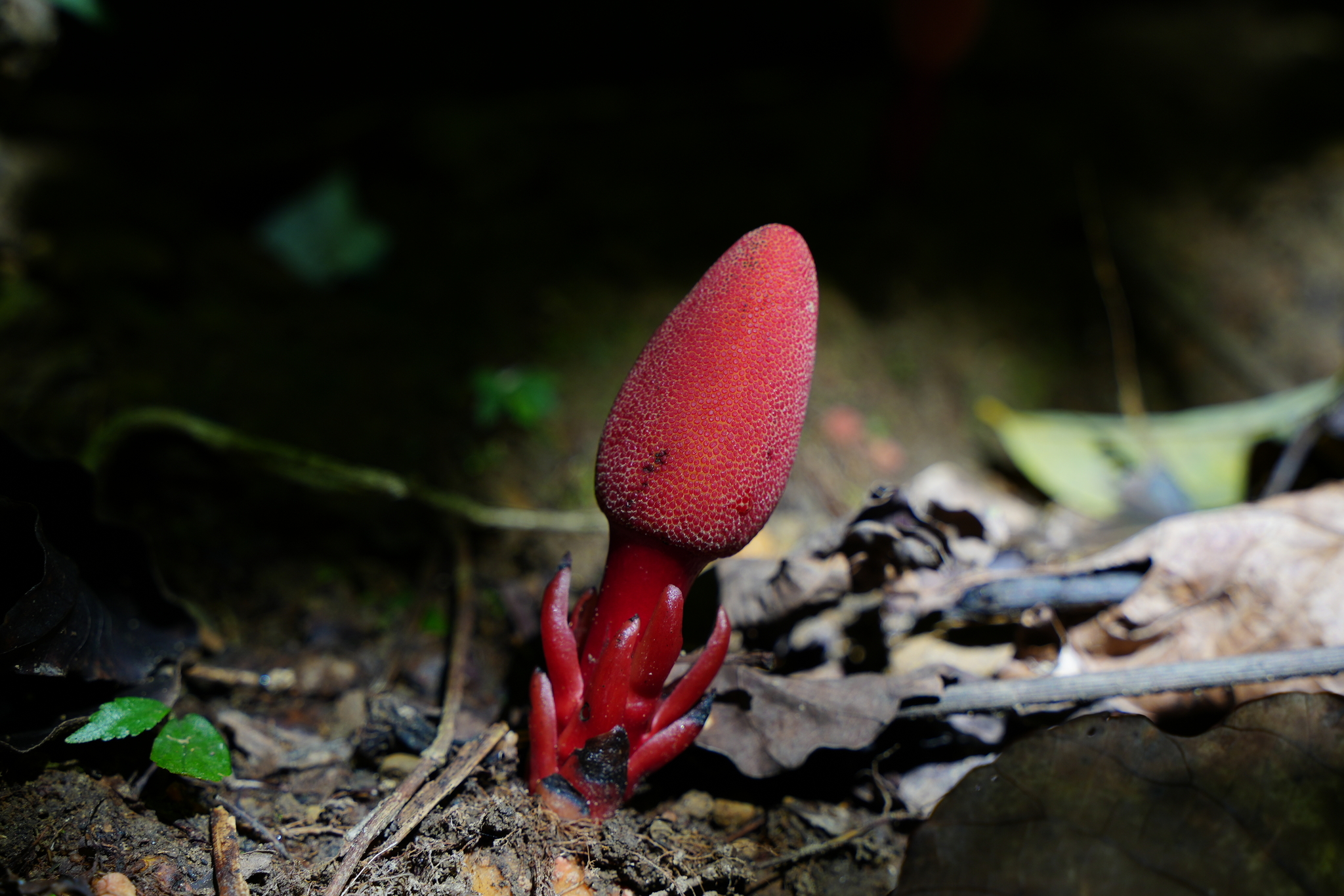 Balanophora J.R.Forst. & G.Forst.