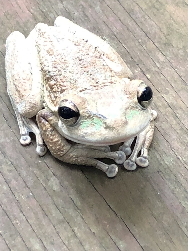 Cuban Tree Frog from Grand Cayman, North Side, KY on January 7, 2023 at ...