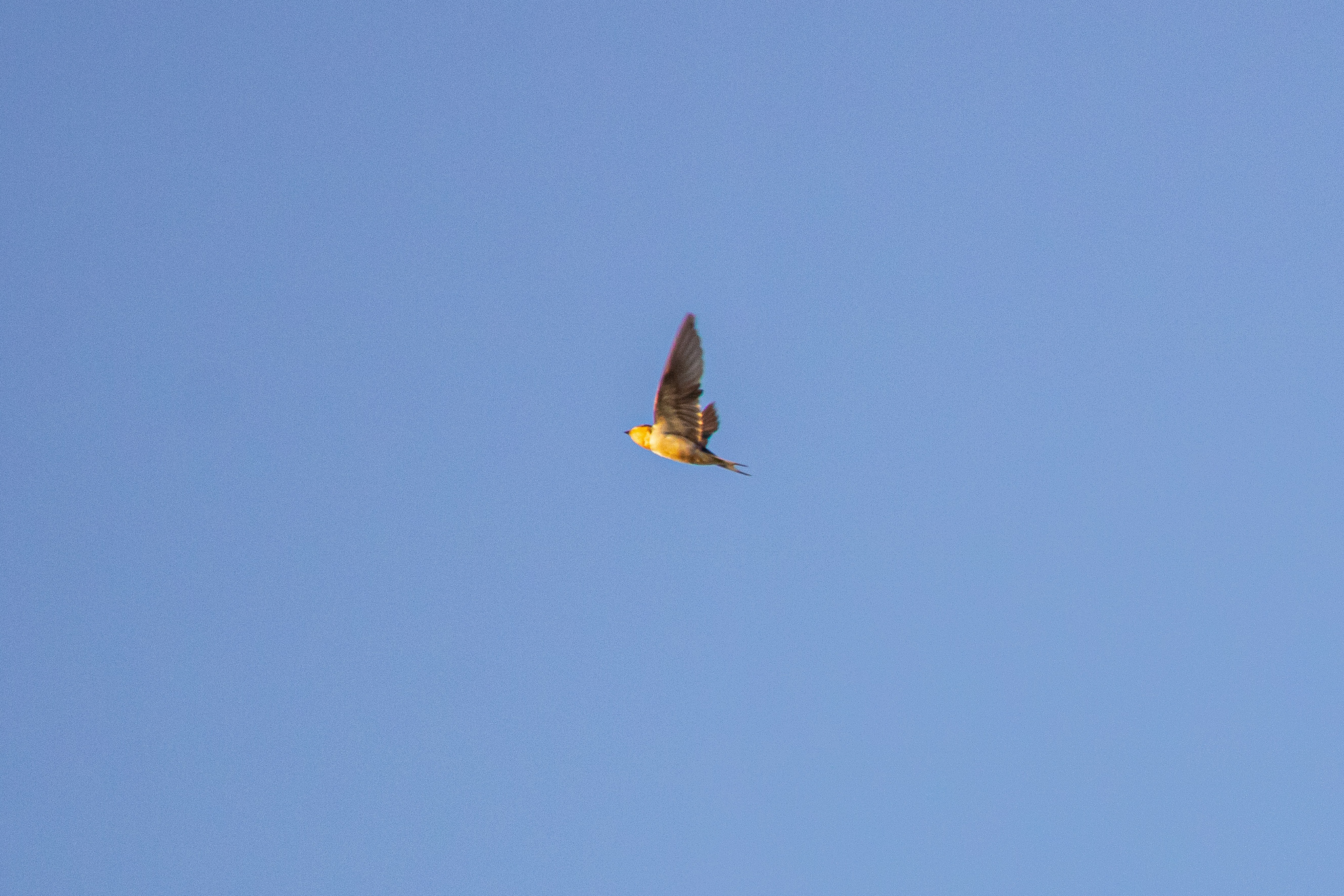 Hirundo rustica Linnaeus, 1758