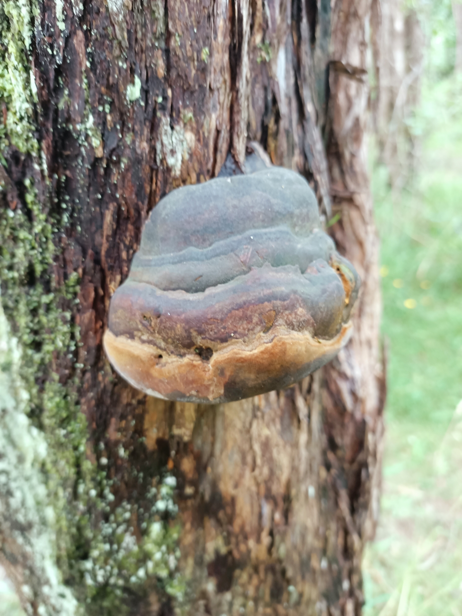 Fomitiporia robusta (P.Karst.) Fiasson & Niemelä