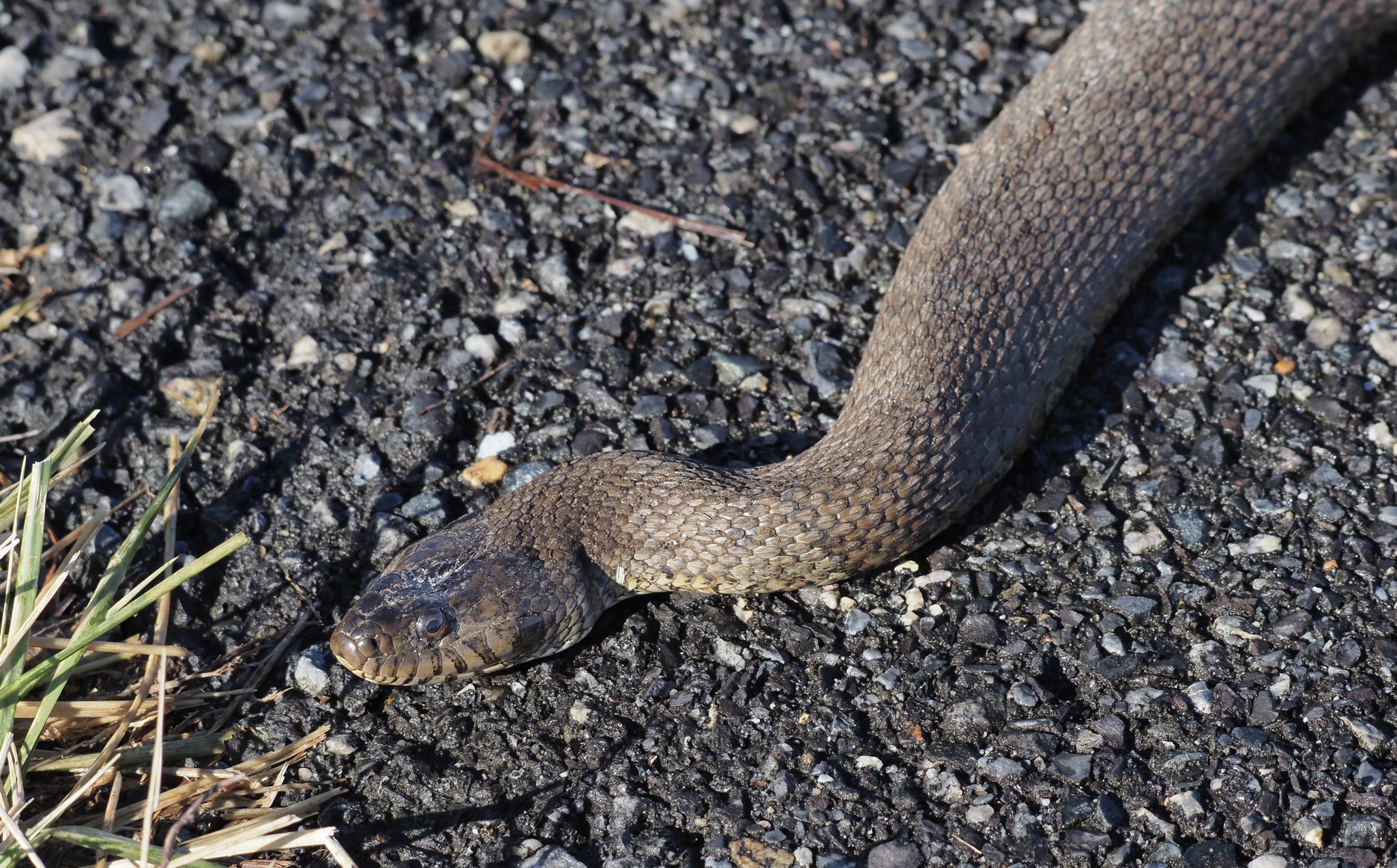 Nerodia sipedon (Linnaeus, 1758)