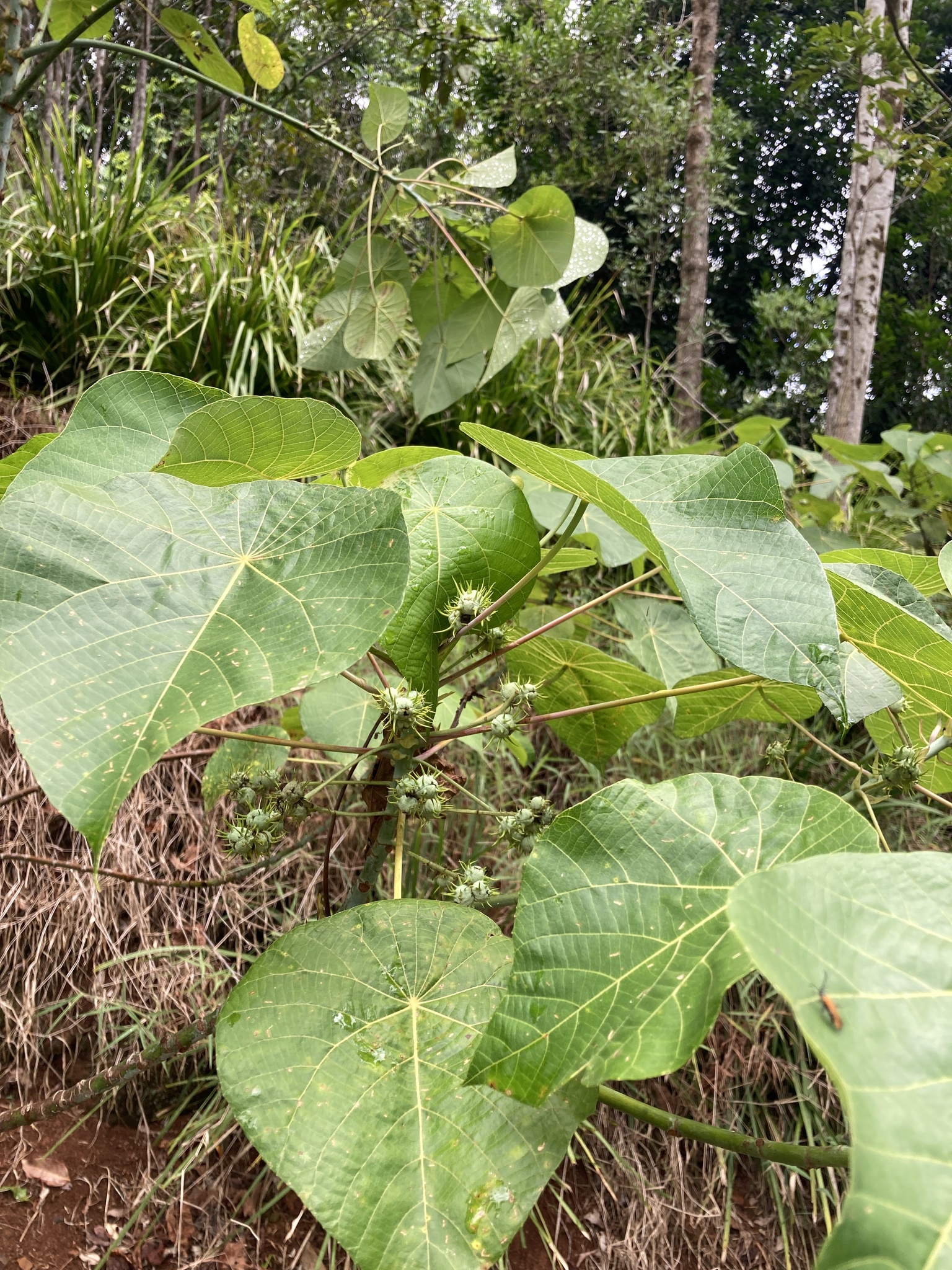 Macaranga tanarius (L.) Müll.Arg.