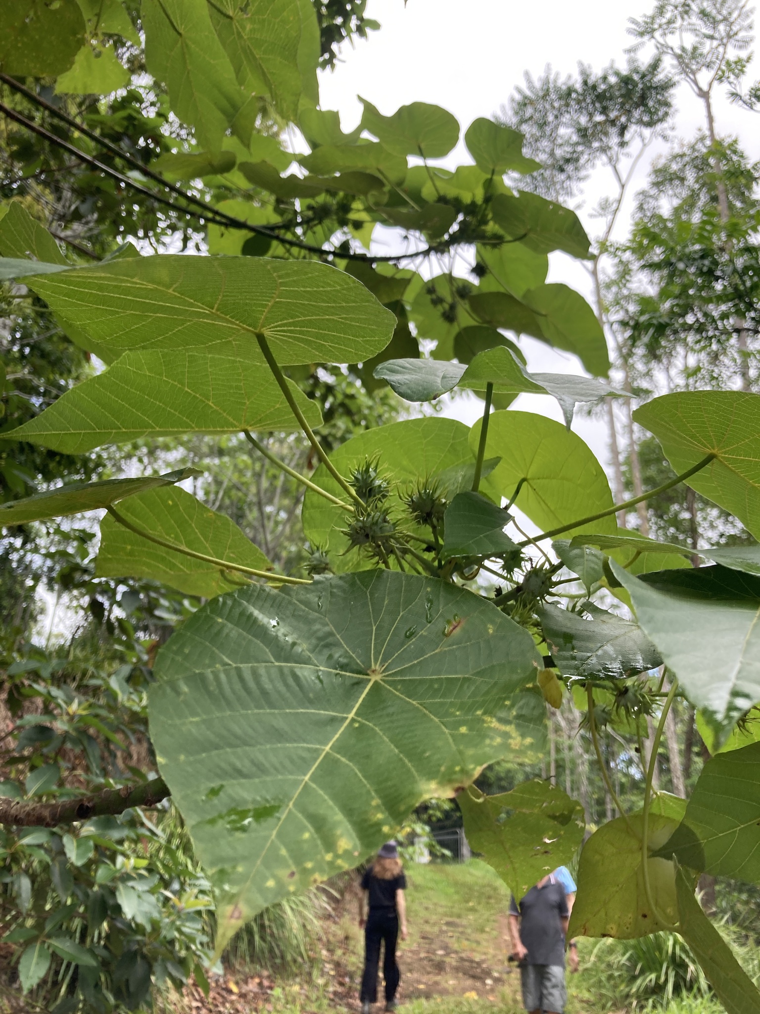 Macaranga tanarius (L.) Müll.Arg.