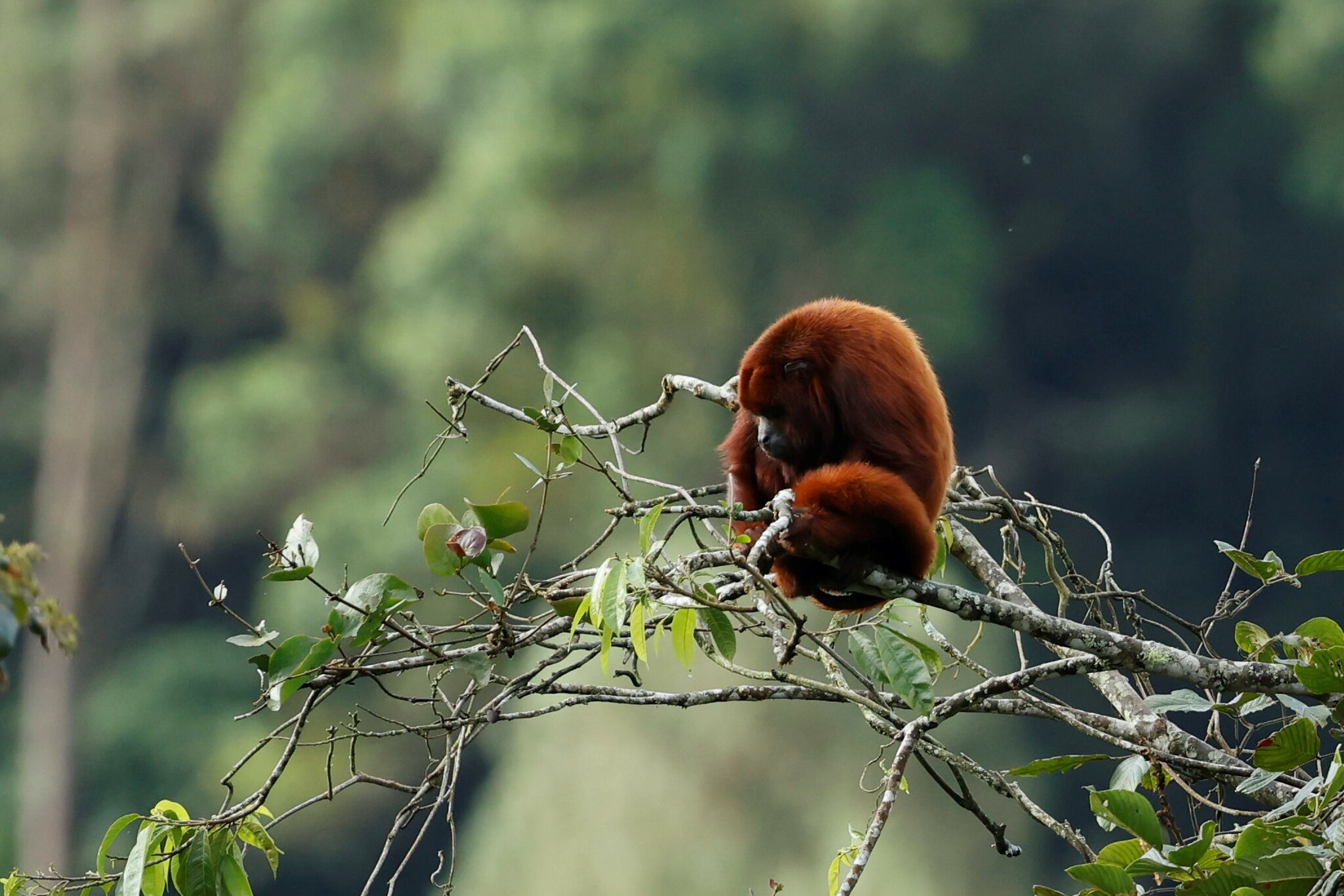 Alouatta seniculus (Linnaeus, 1766)