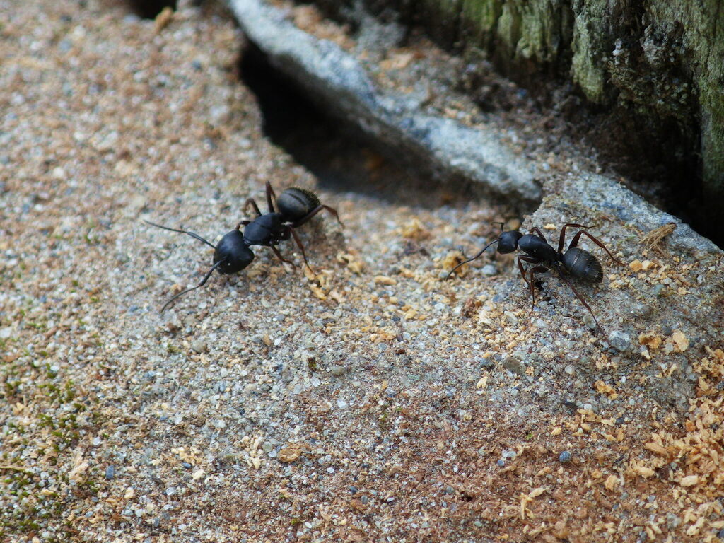 Western Black Carpenter Ant from University District, Spokane, WA, USA ...