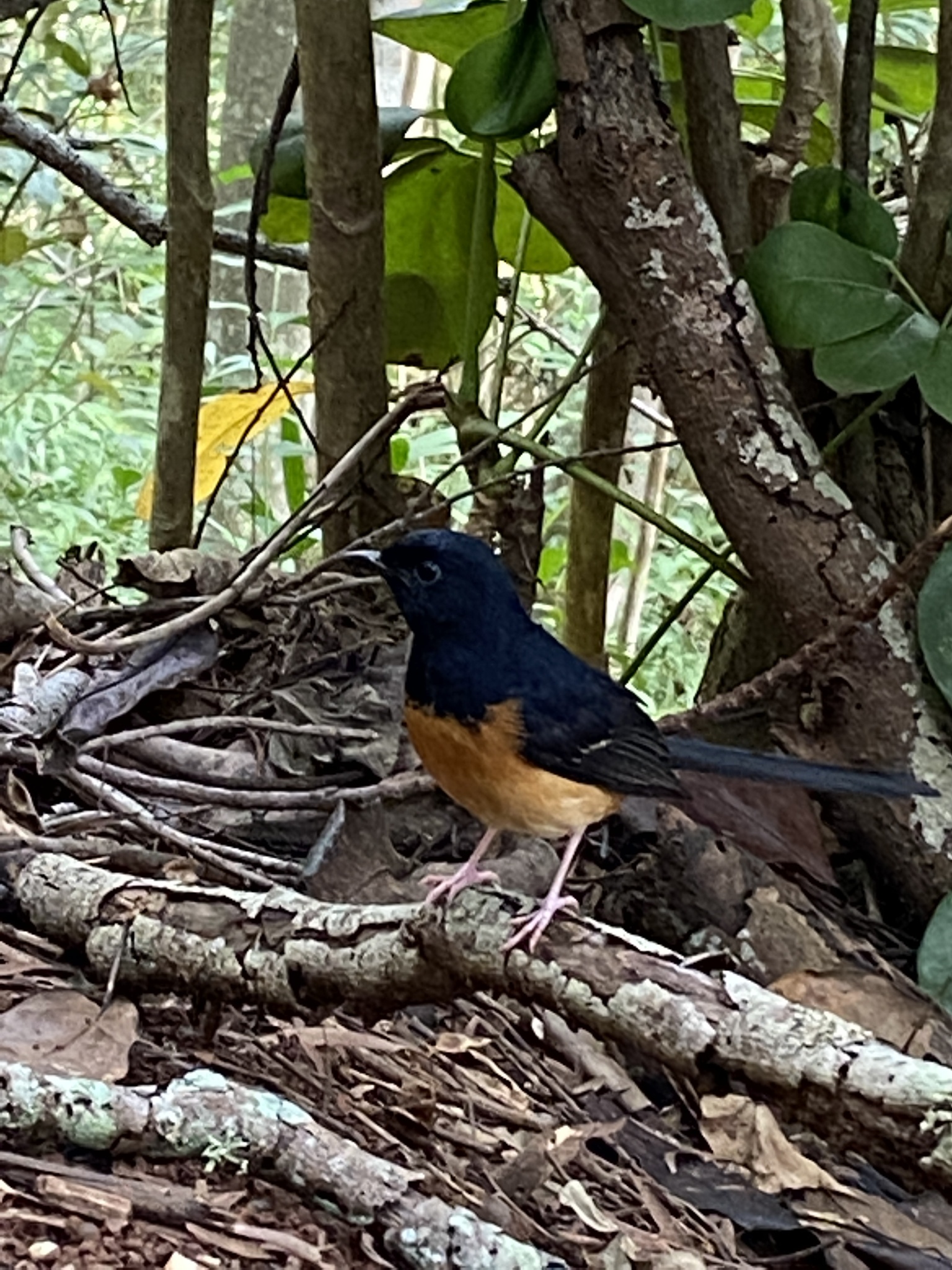 Copsychus malabaricus (Scopoli, 1786)