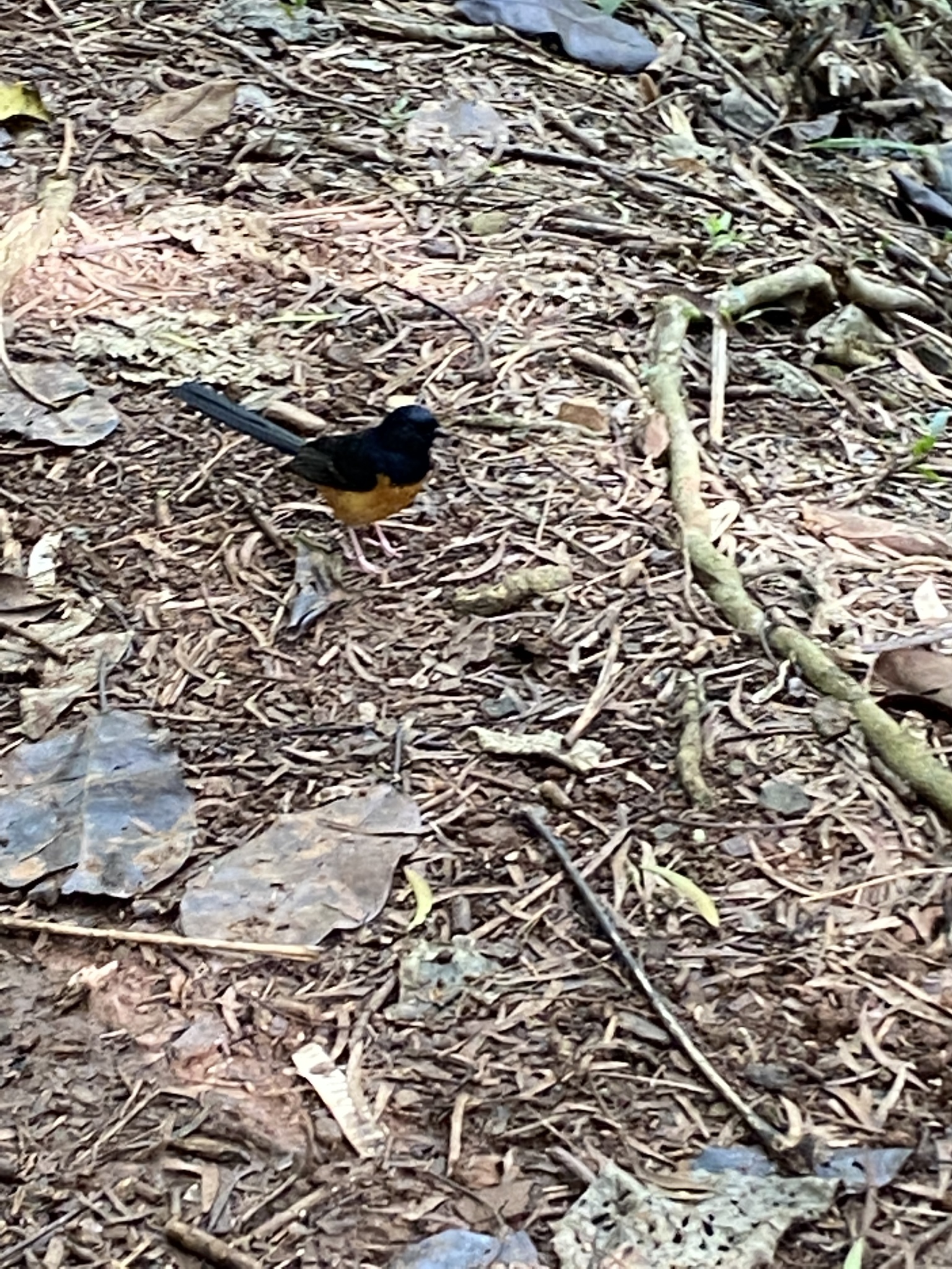 Copsychus malabaricus (Scopoli, 1786)