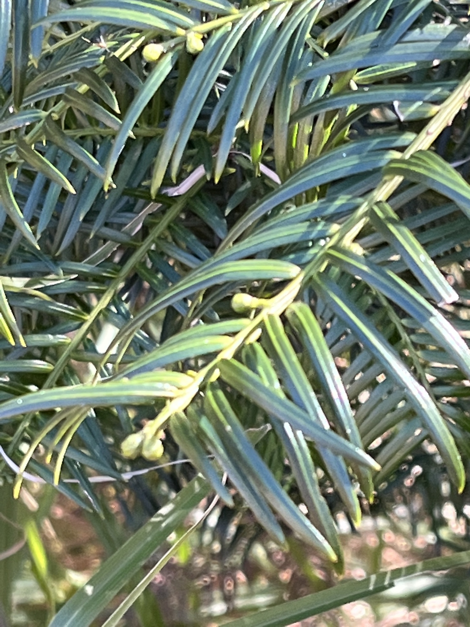 Cephalotaxus harringtonii (Knight ex J.Forbes) K.Koch