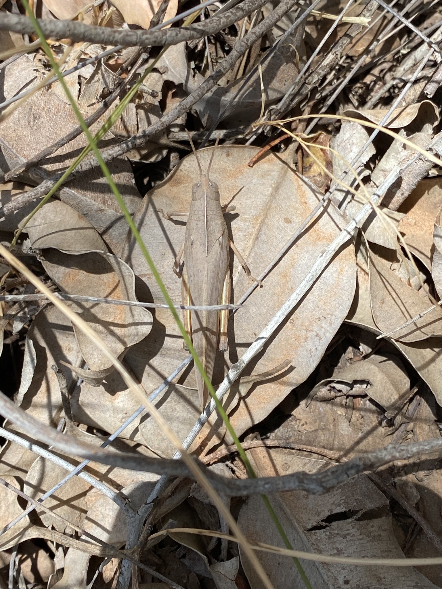 Goniaea australasiae (Leach, 1814)