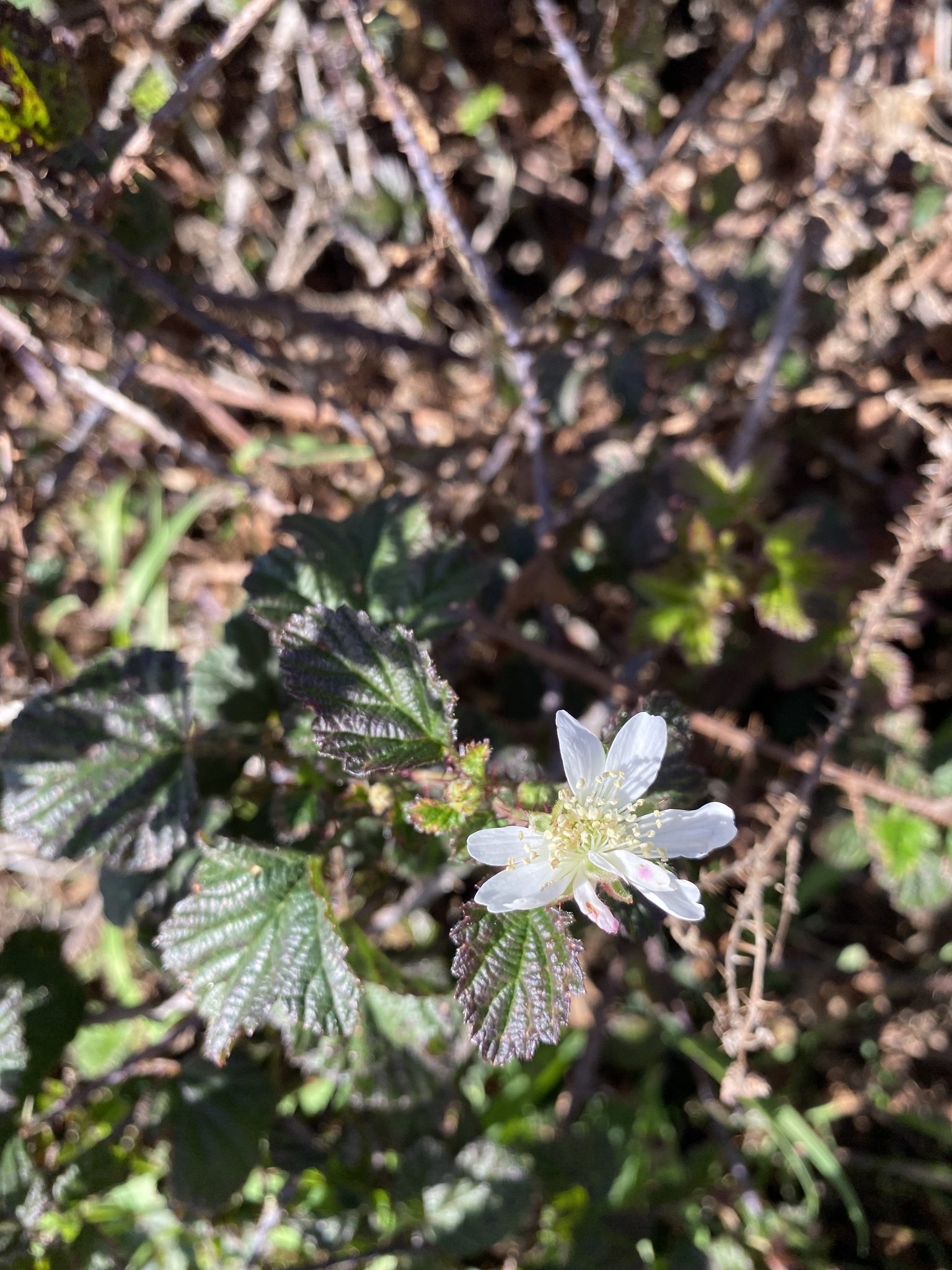Rubus ursinus Cham. & Schltdl.