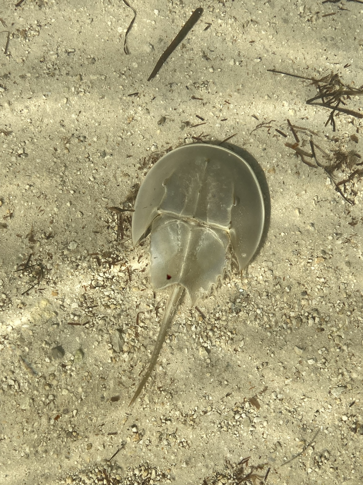 Limulus polyphemus (Linnaeus, 1758)