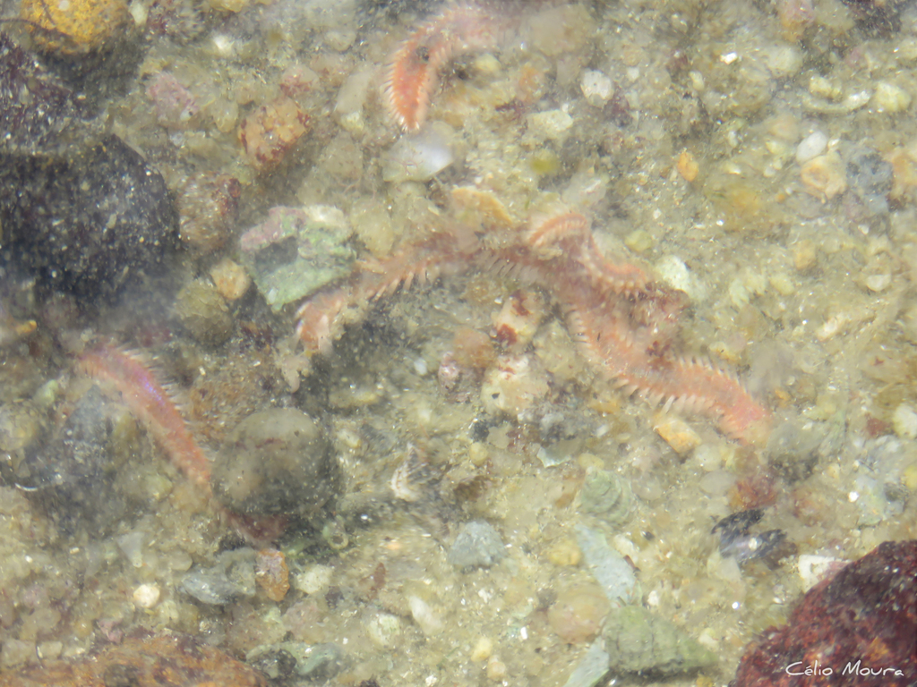 Orange Fire Worm from Av. Caminho do Mar, 248 - Iparaná,Caucaia - CE ...