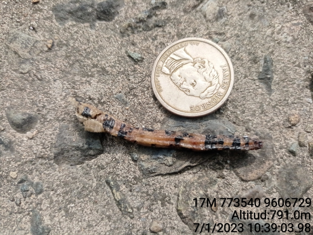 Bassler's Worm Lizard from El Guisme, Ecuador on January 7, 2023 at 10: ...