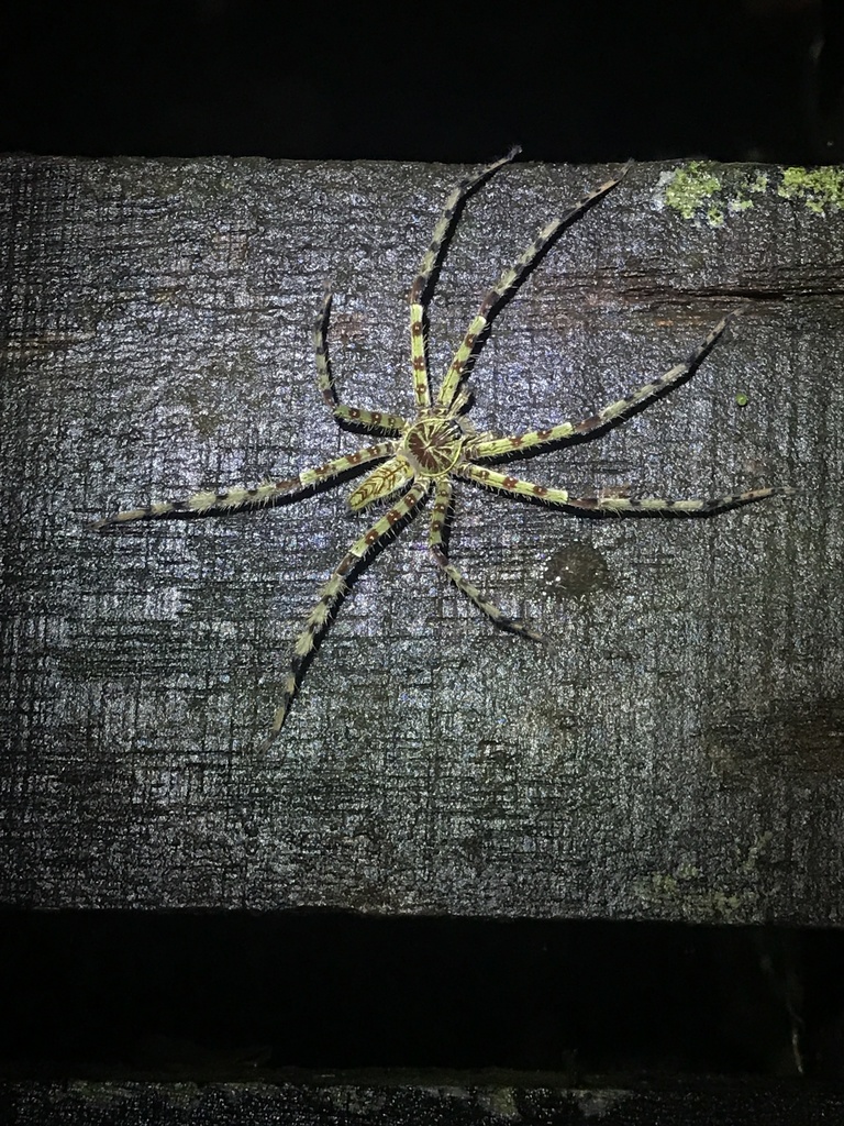 Lichen Huntsman Spider (Spiders of Borneo) · iNaturalist