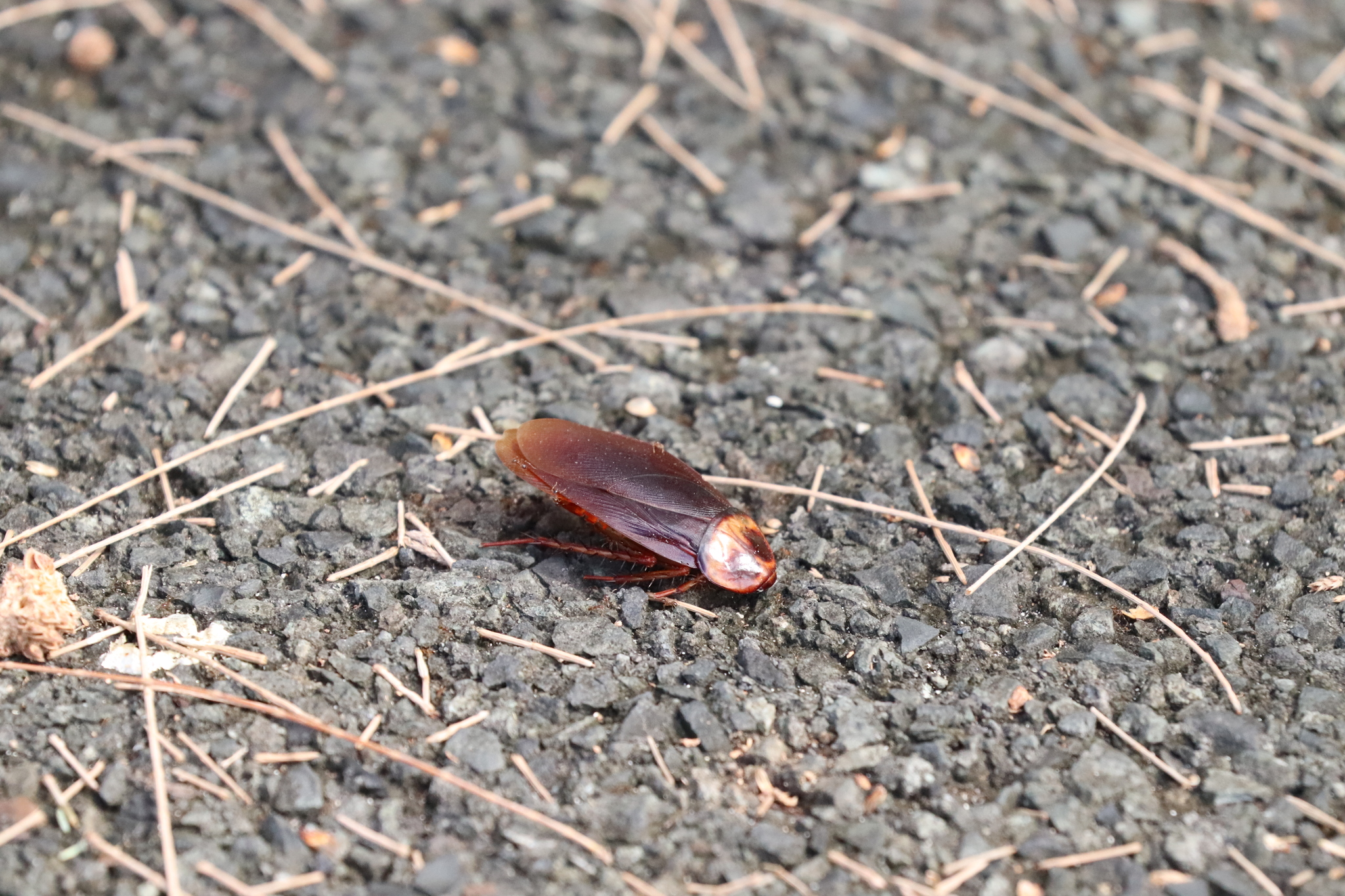 Periplaneta americana (Linnaeus, 1758)