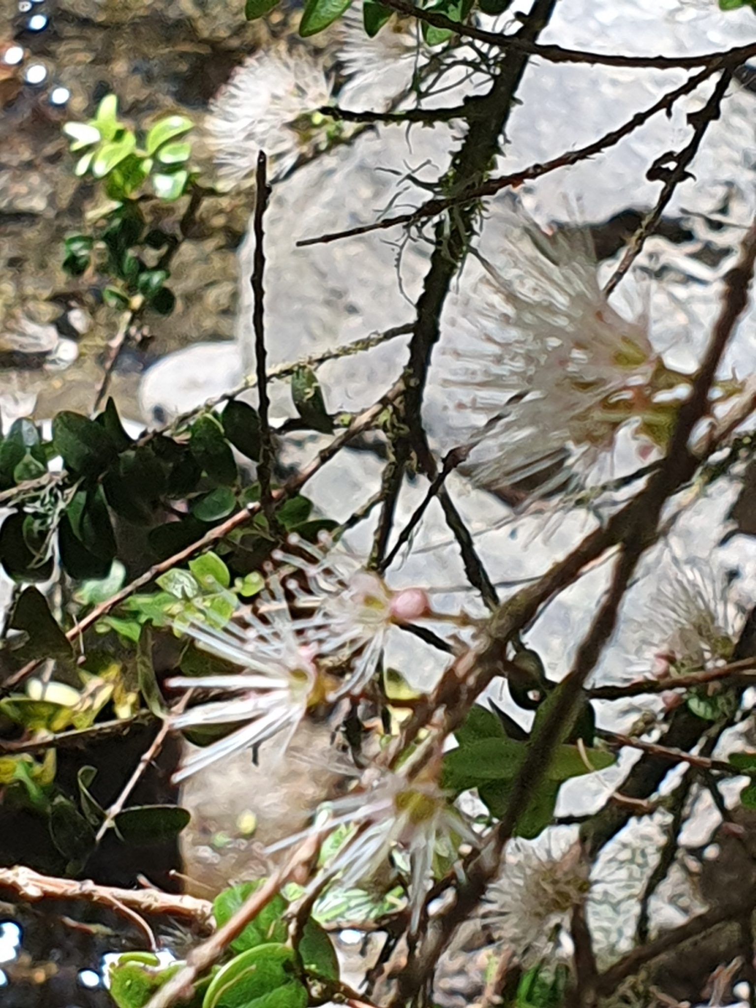 Metrosideros diffusa (G.Forst.) Sm.