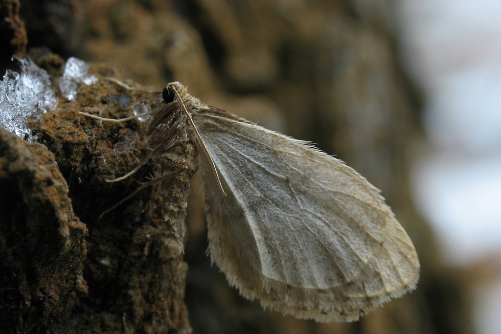 Winter Moth from Балка Плотникова on November 17, 2016 at 03:48 PM by ...