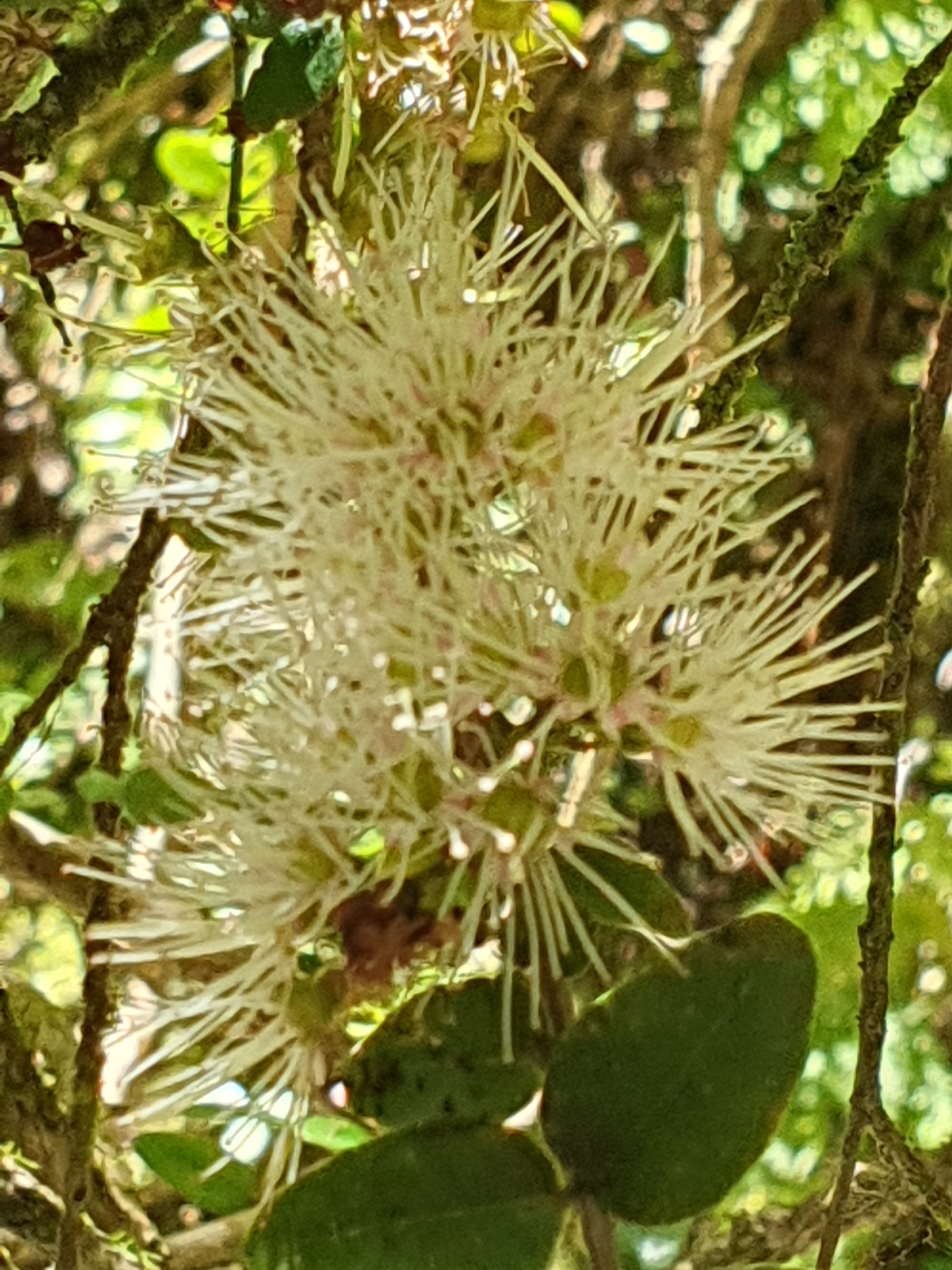 Metrosideros diffusa (G.Forst.) Sm.