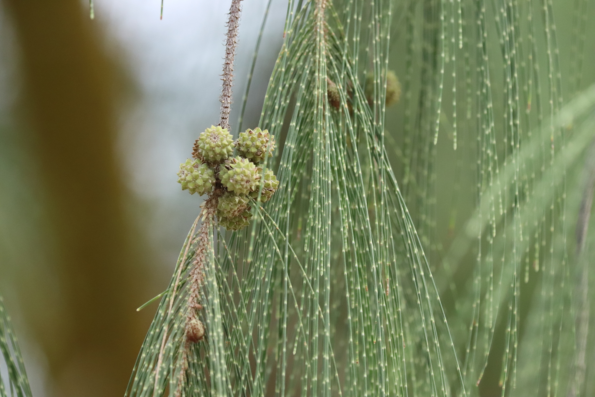 Casuarina equisetifolia L.