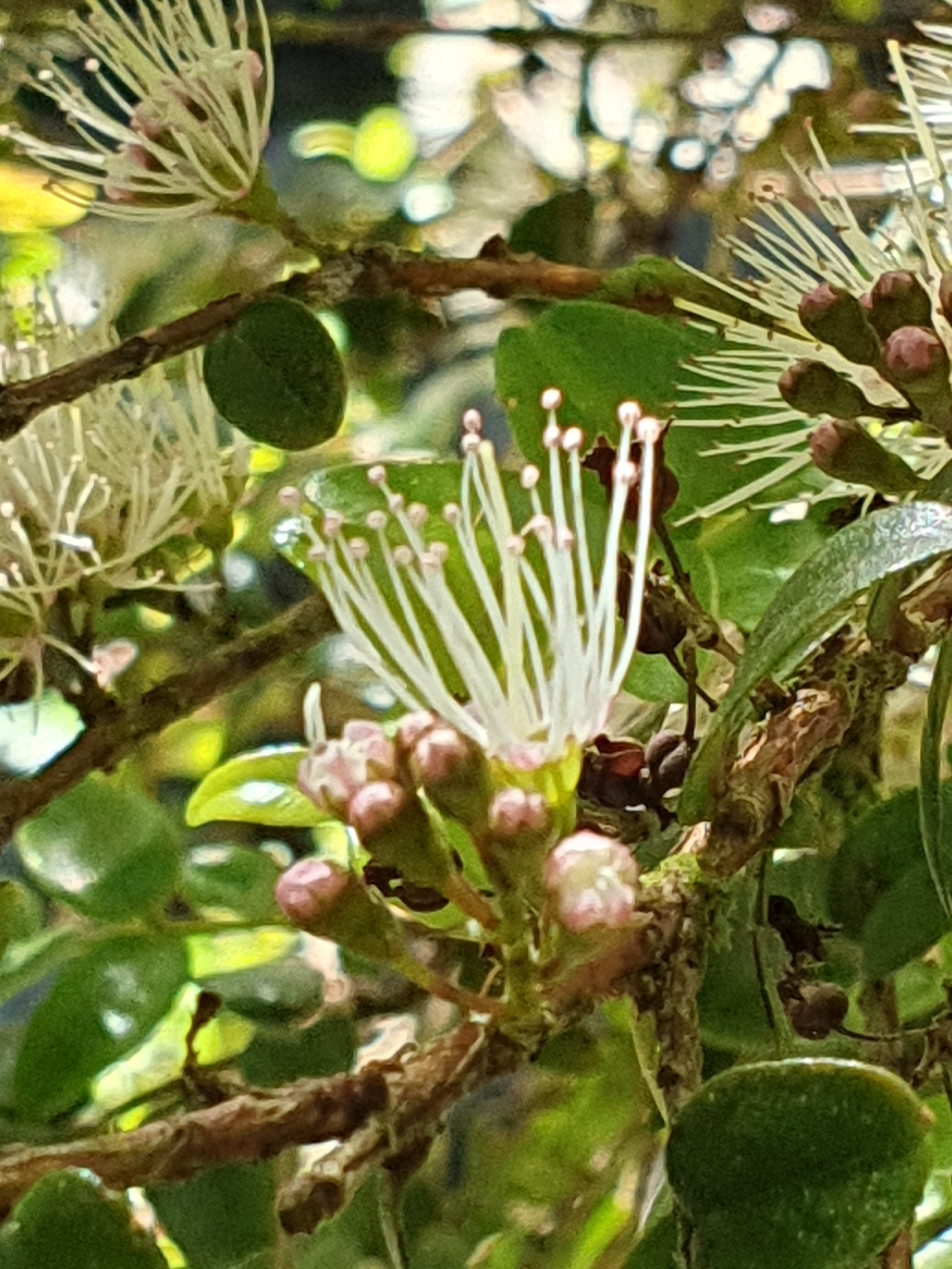 Metrosideros diffusa (G.Forst.) Sm.