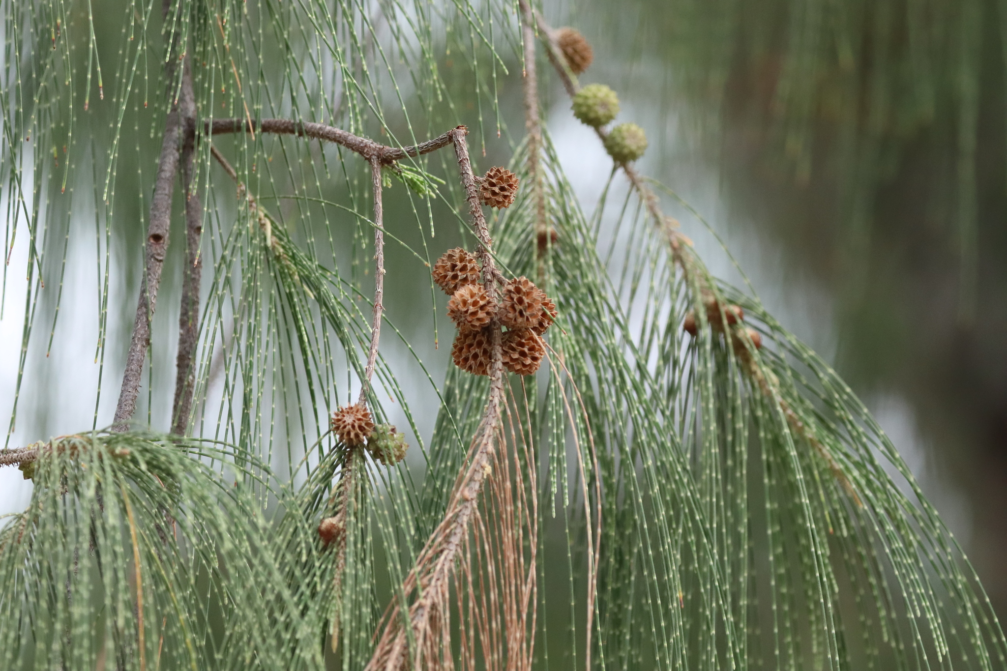 Casuarina equisetifolia L.