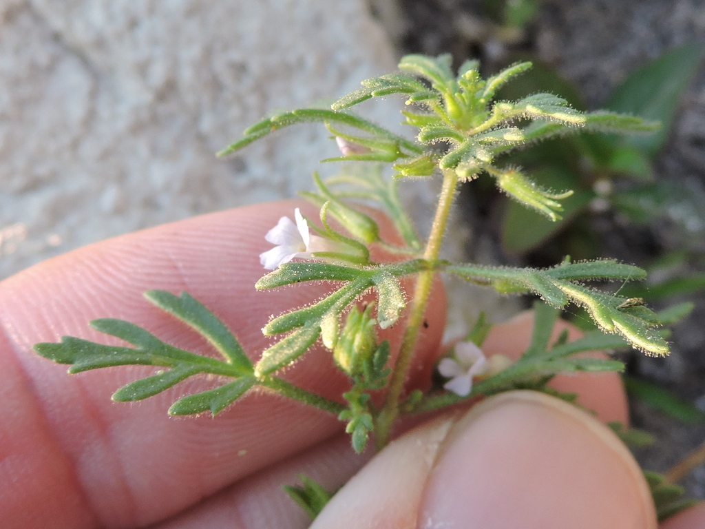 Obe-wan-conobea (Plants of Dallas/Fort Worth) · iNaturalist