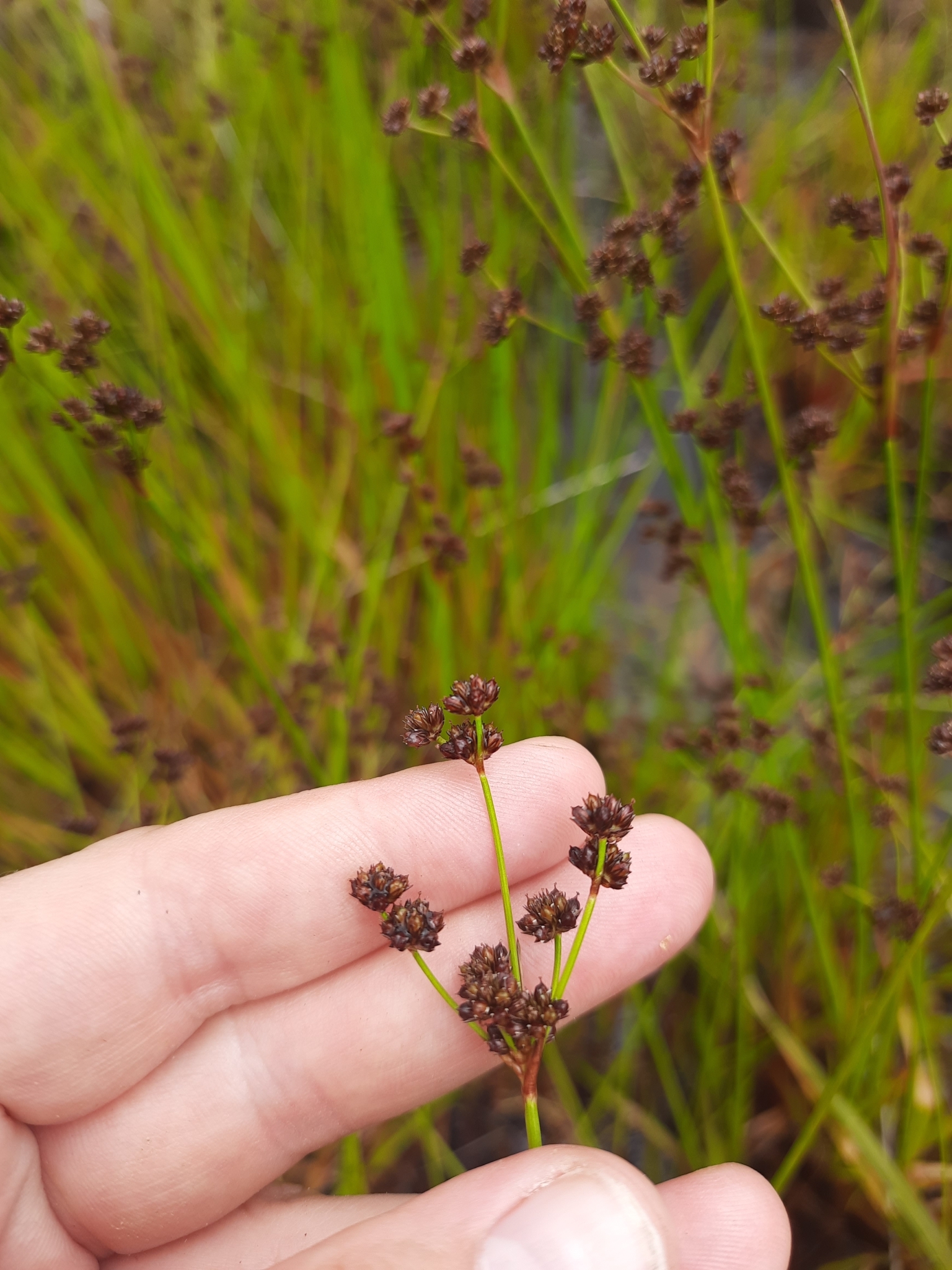 Juncus planifolius R.Br.