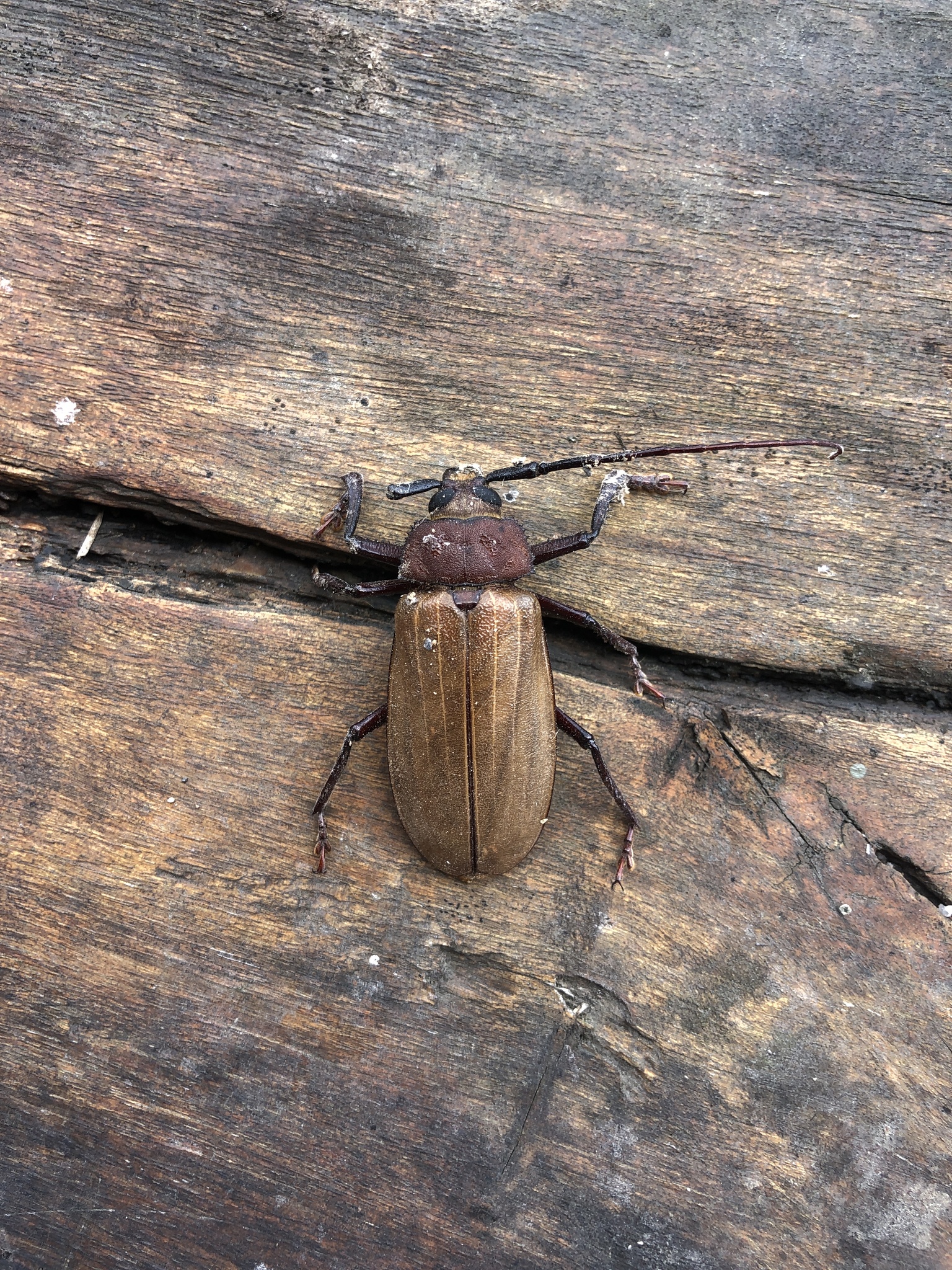 Agrianome spinicollis (MacLeay, 1826)