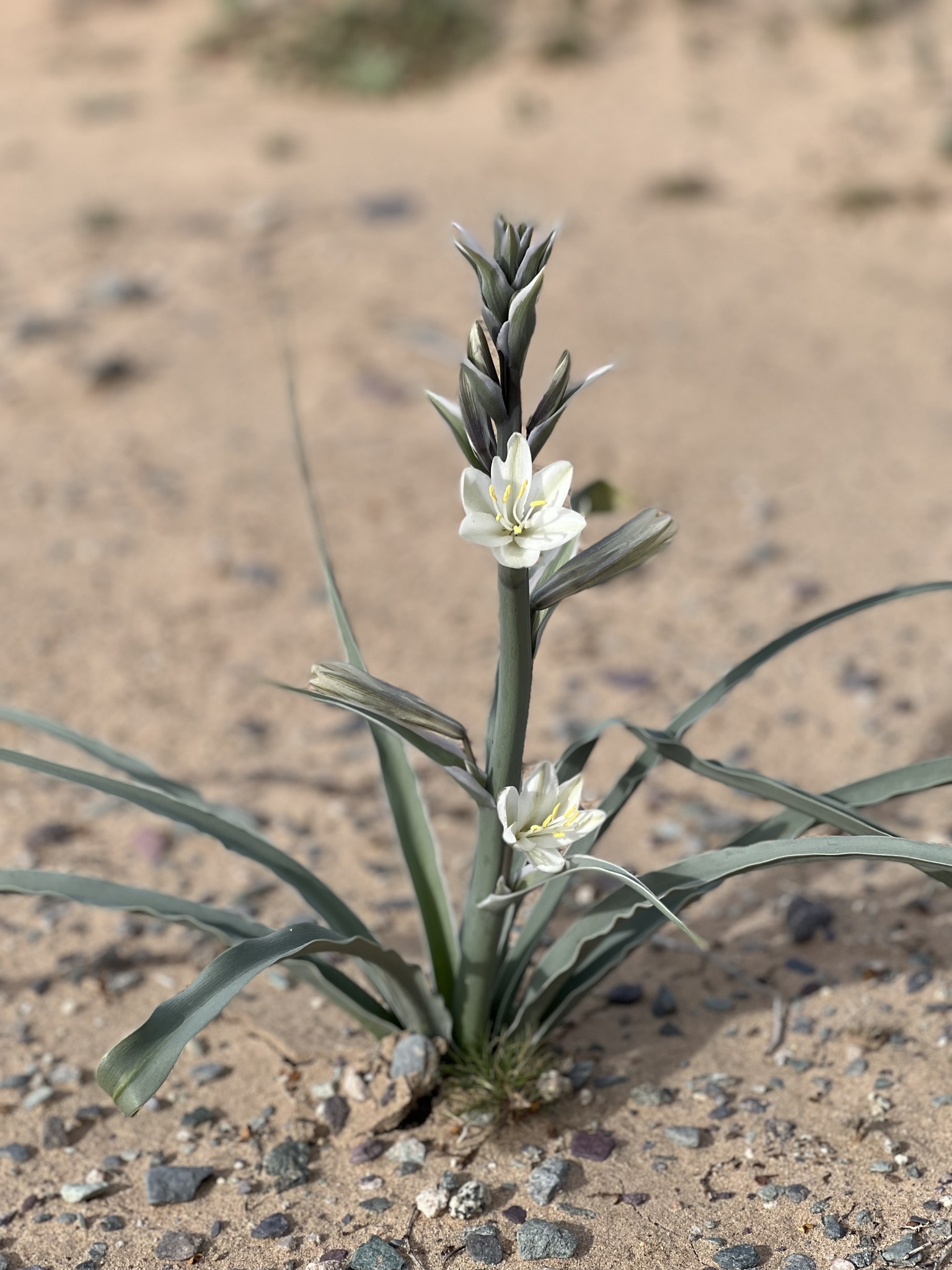 Hesperocallis undulata A.Gray