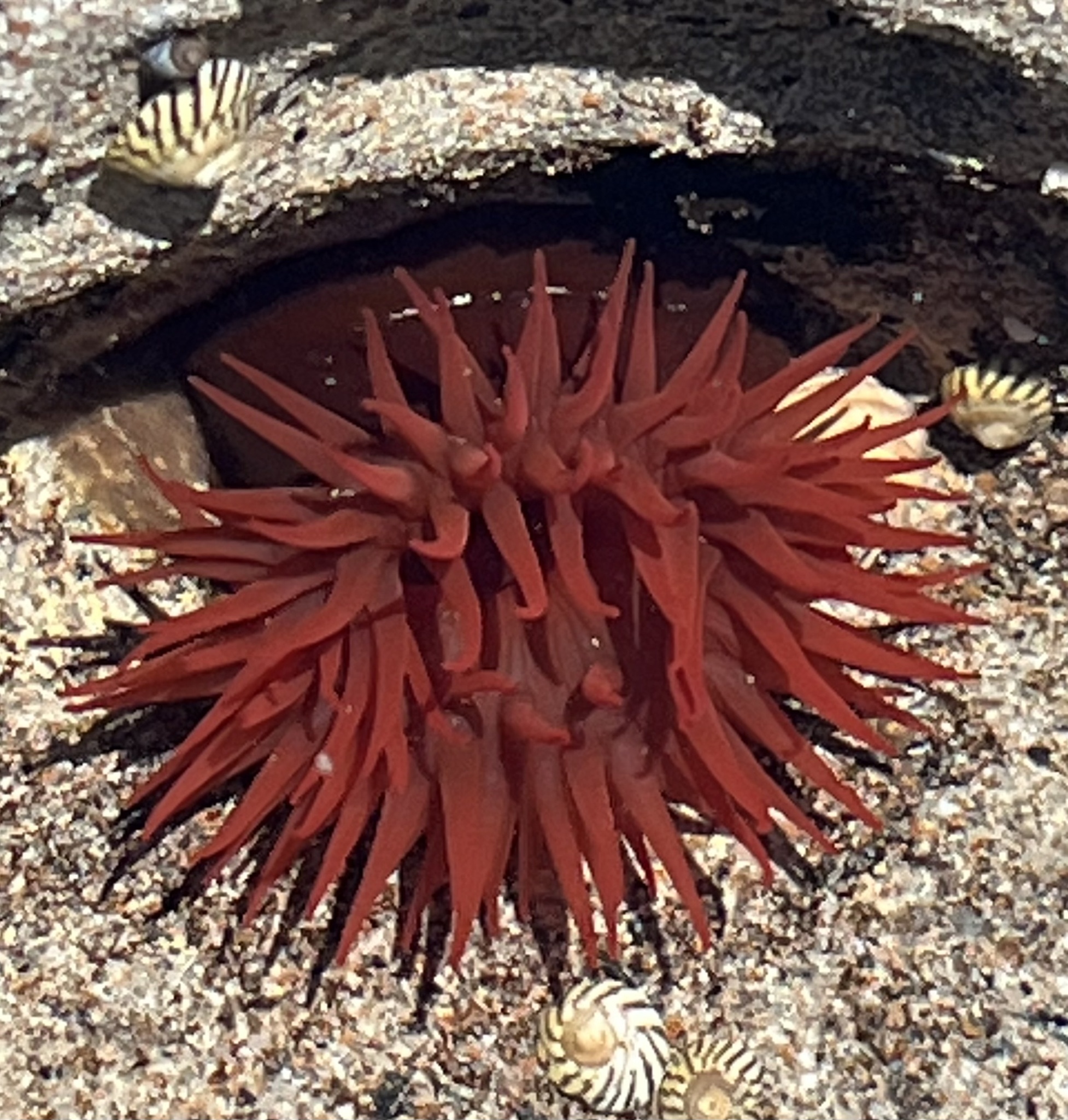 Actinia Linnaeus, 1767