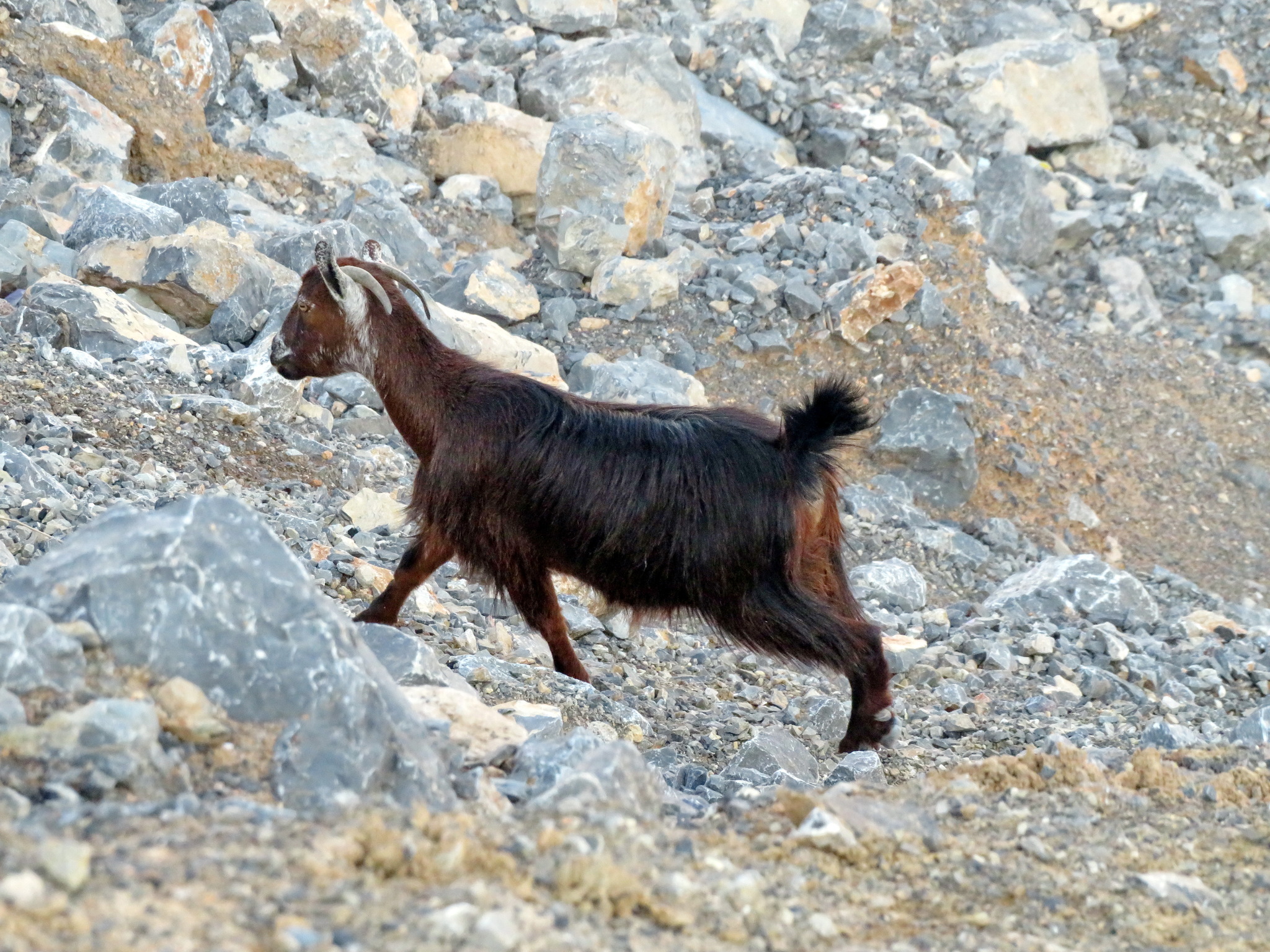 Capra hircus Linnaeus, 1758