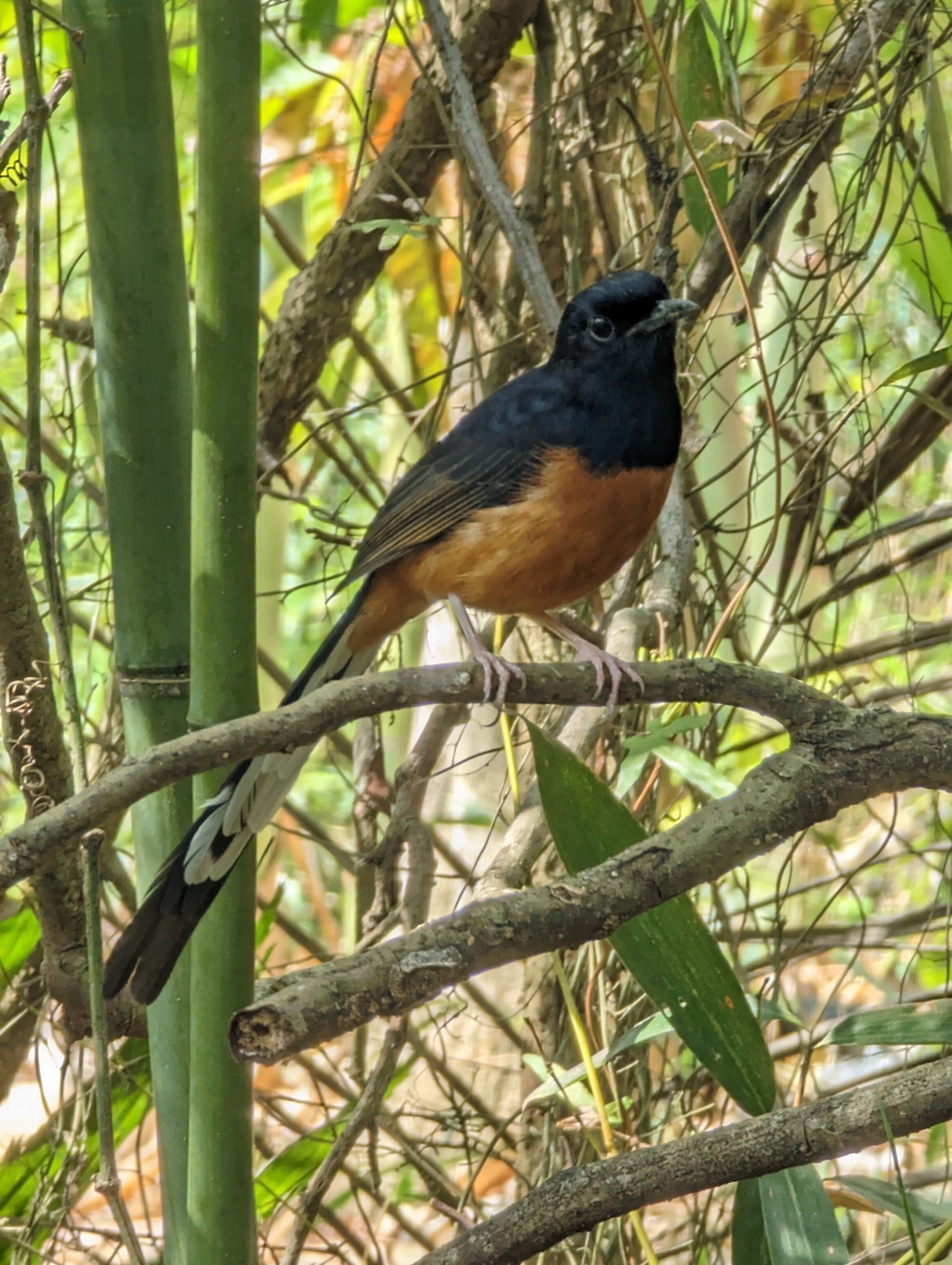 Copsychus malabaricus (Scopoli, 1786)