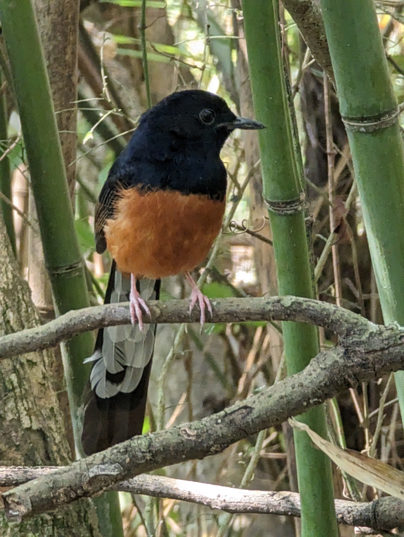 Copsychus malabaricus (Scopoli, 1786)