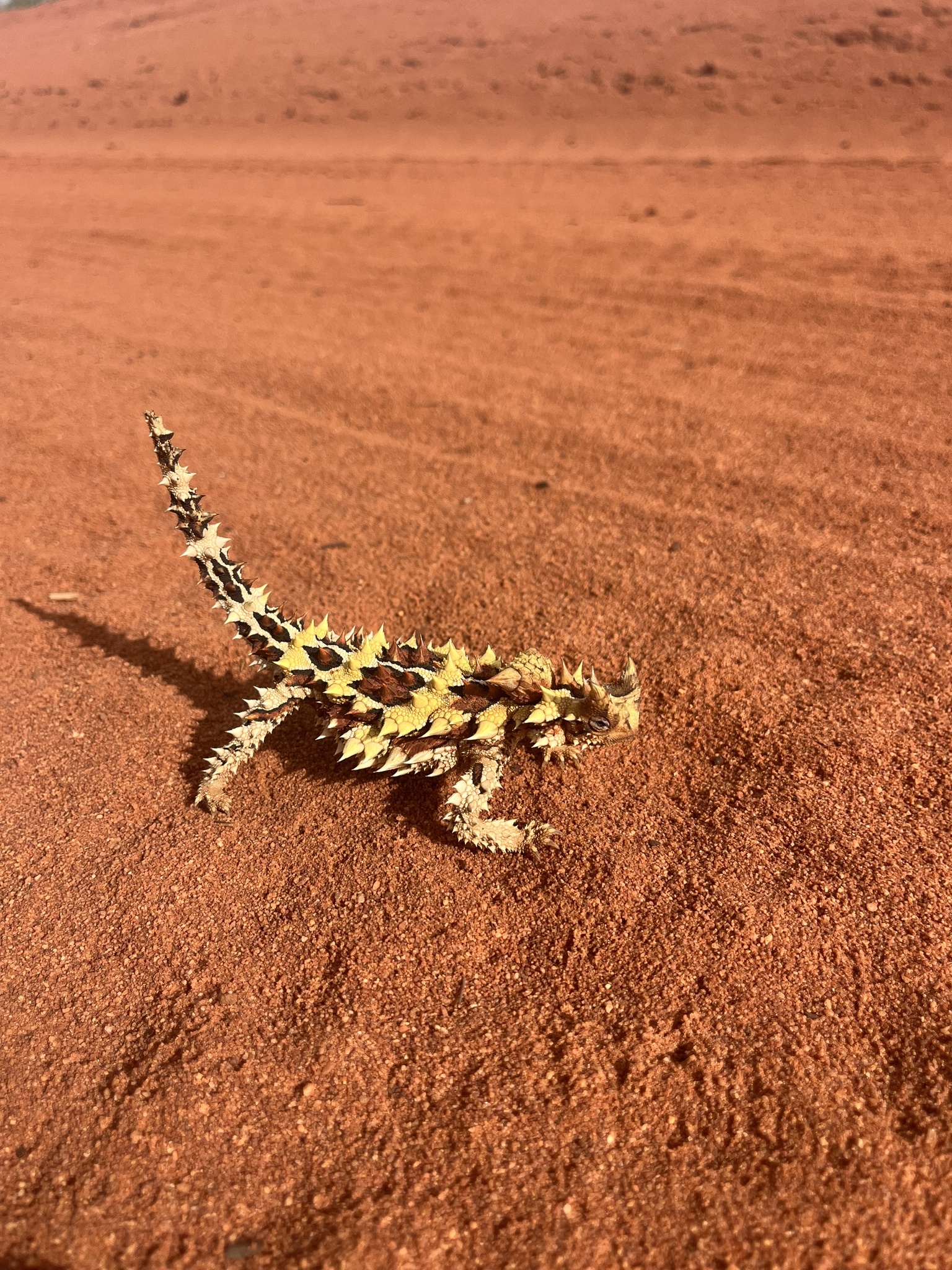 Moloch horridus Gray, 1841