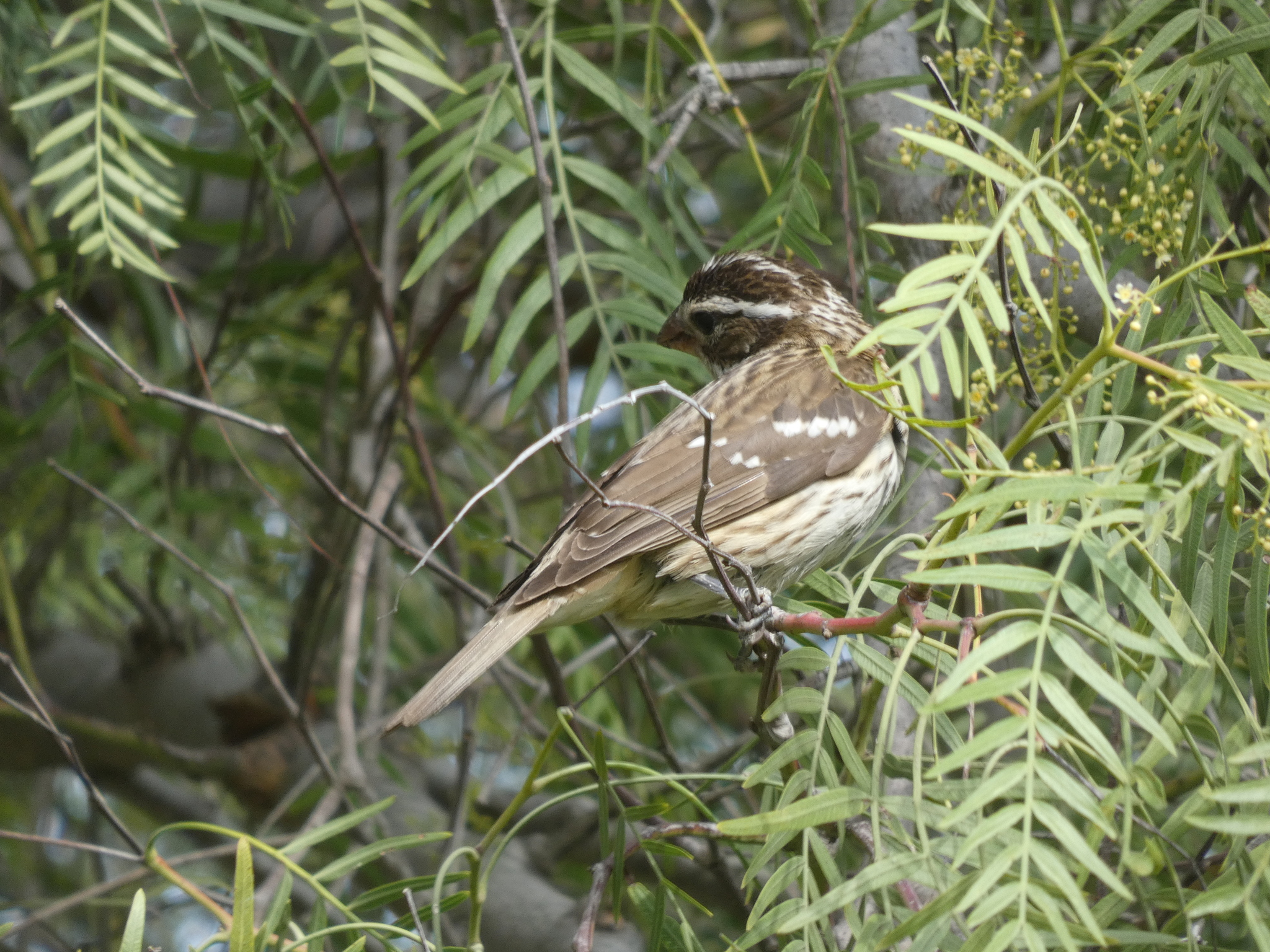 Pheucticus ludovicianus (Linnaeus, 1766)